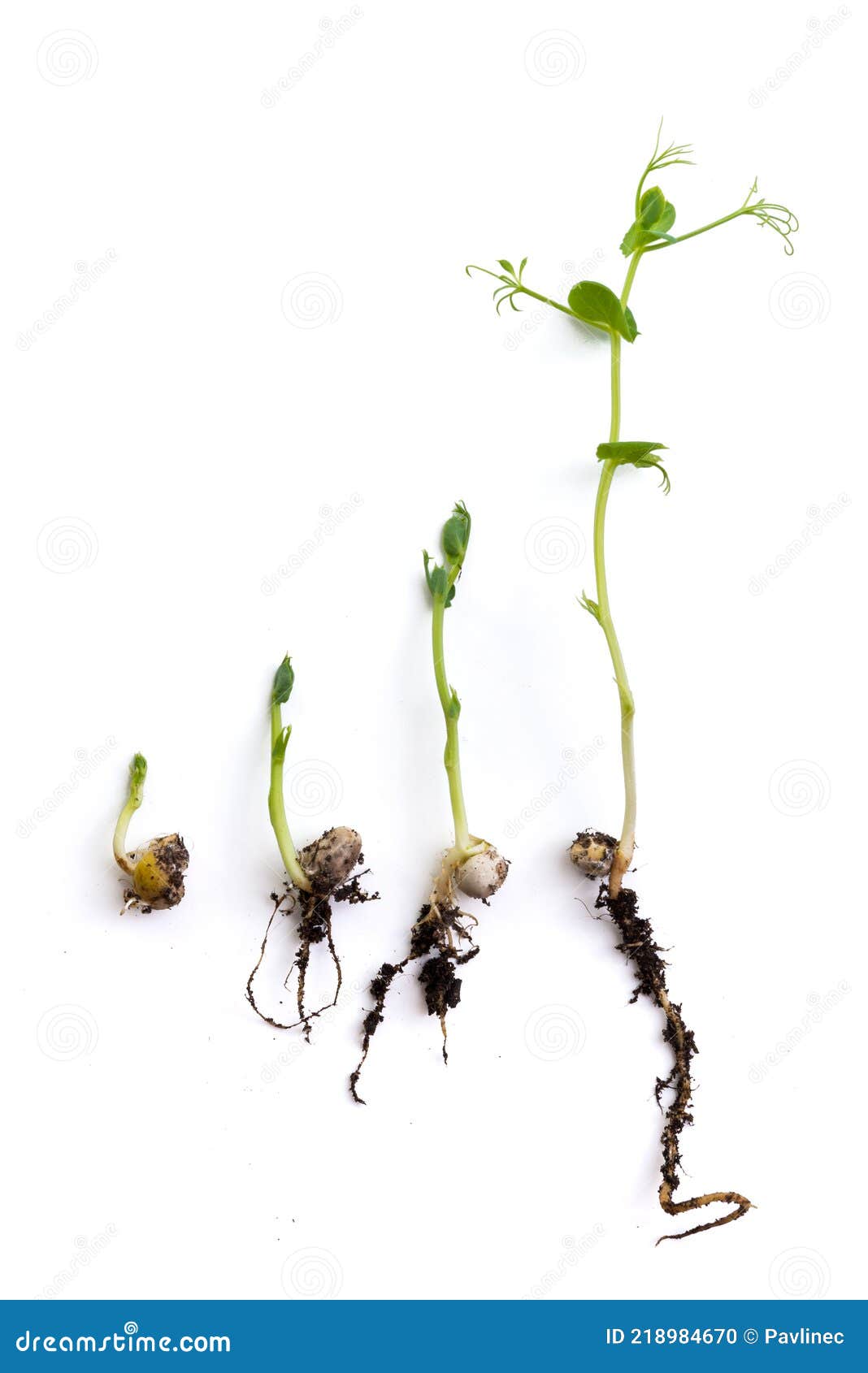 Pea Sprouts in Different Growth Stage Stock Photo - Image of root ...