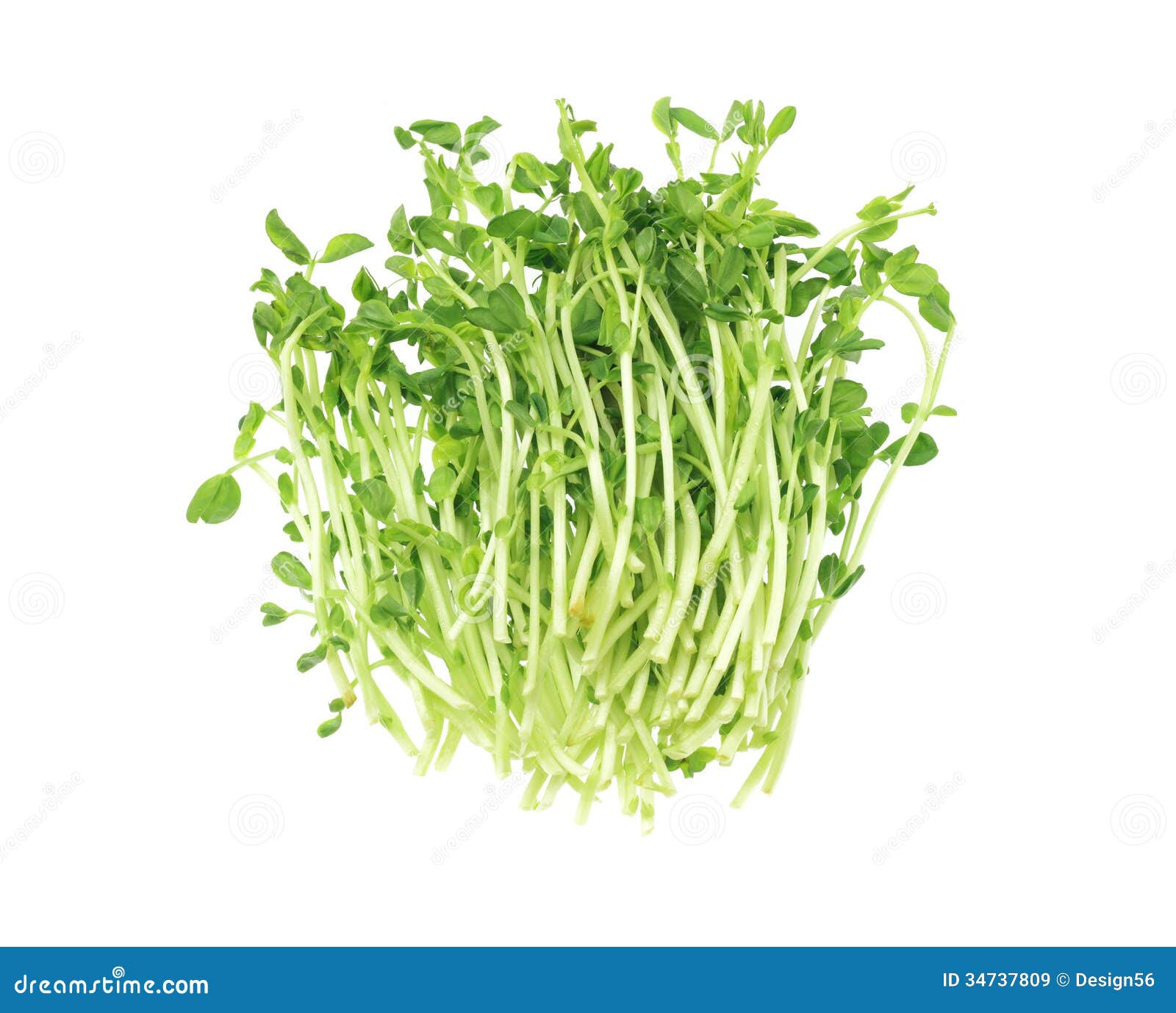 Pea Sprouts fresco immagine stock. Immagine di giovane - 34737809