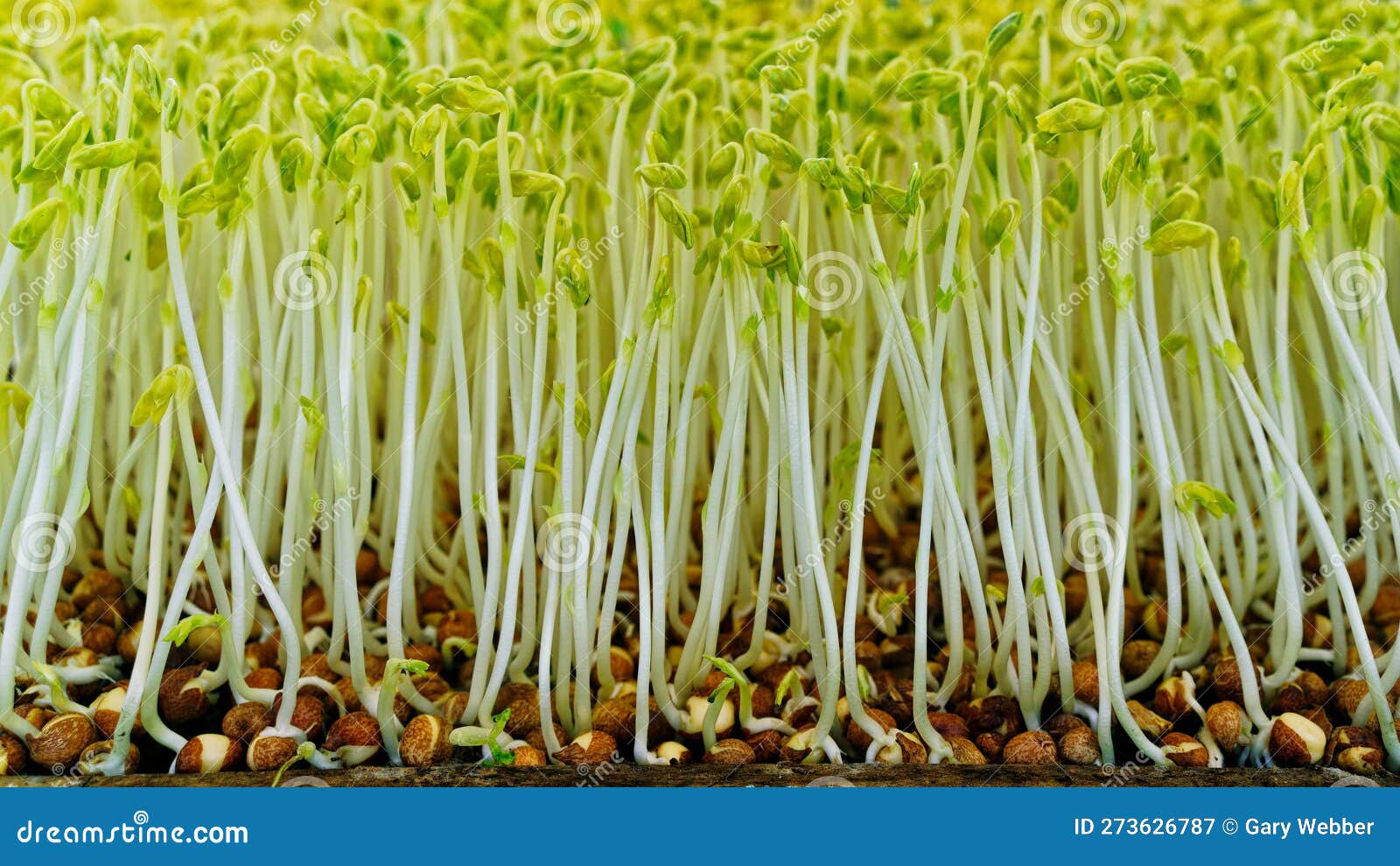 Pea Sprouts. Green Shoots of Growth Reaching for the Light Stock Image ...