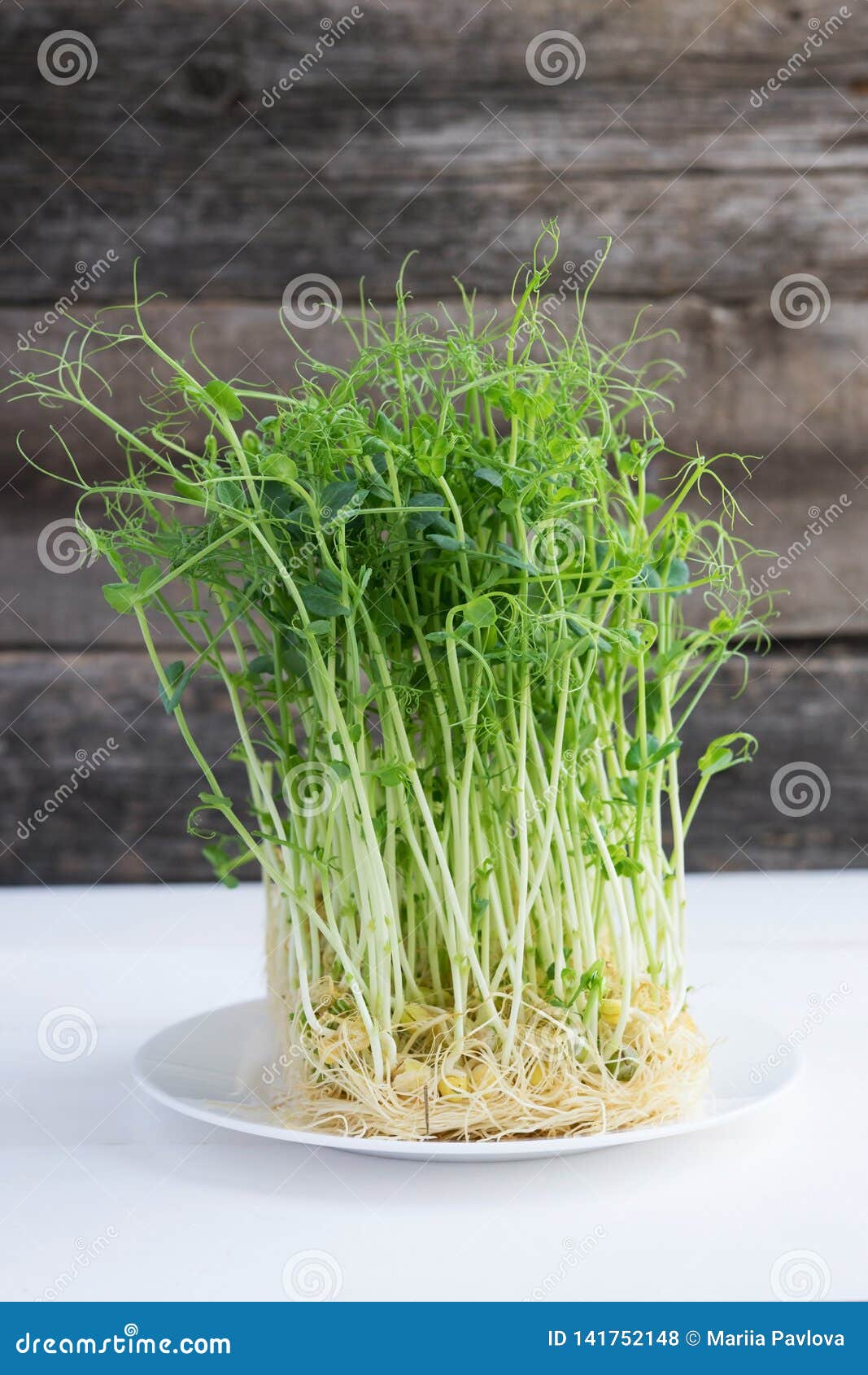 Pea Sprouts Wood Background Stock Photo - Image of sprouts, salad ...