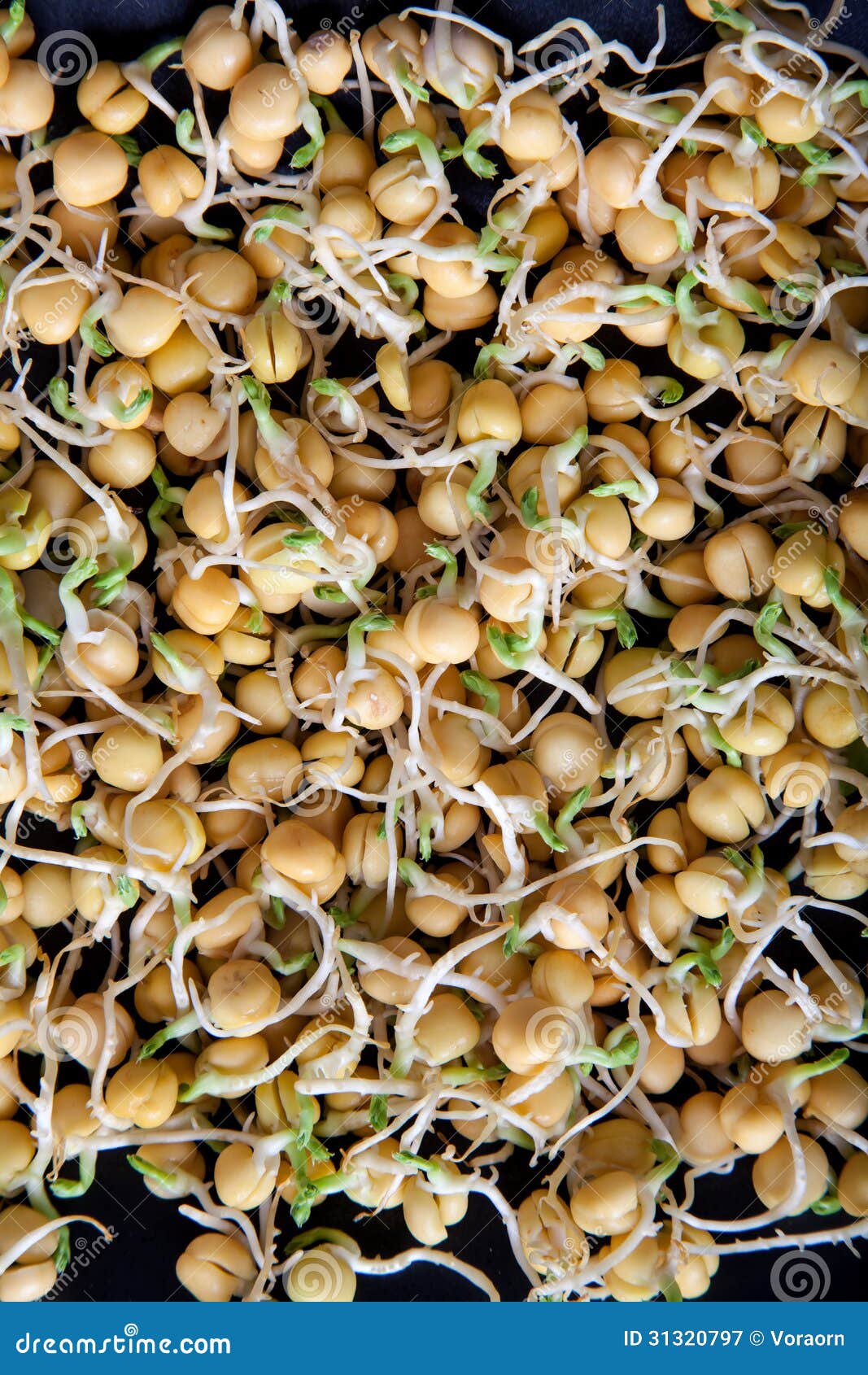 Pea sprouts stock image. Image of growth, vegetable, biology - 31320797