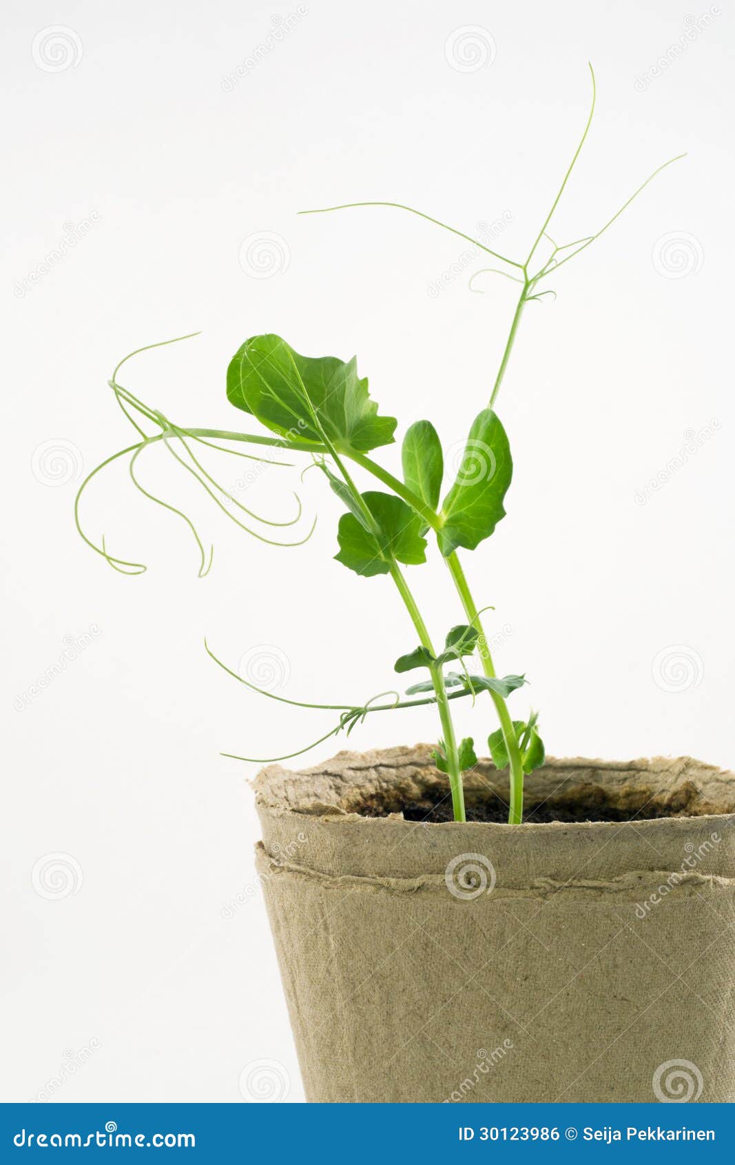 Pea stems stock photo. Image of healthy, stalk, vegetable - 30123986
