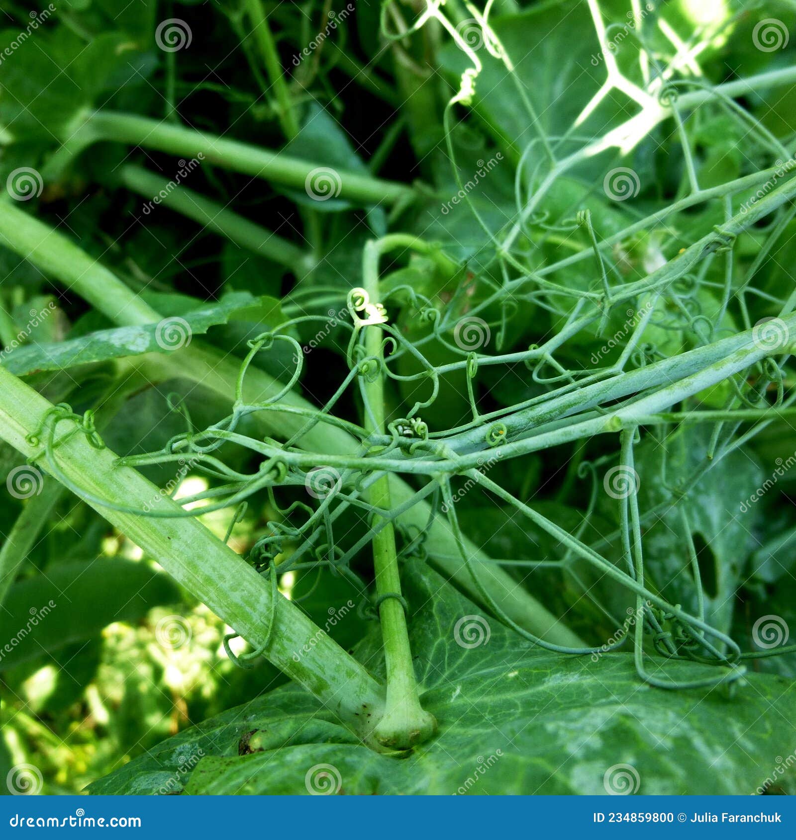 Pea Tendrils and Leaves in the Garden. Stock Photo - Image of ...