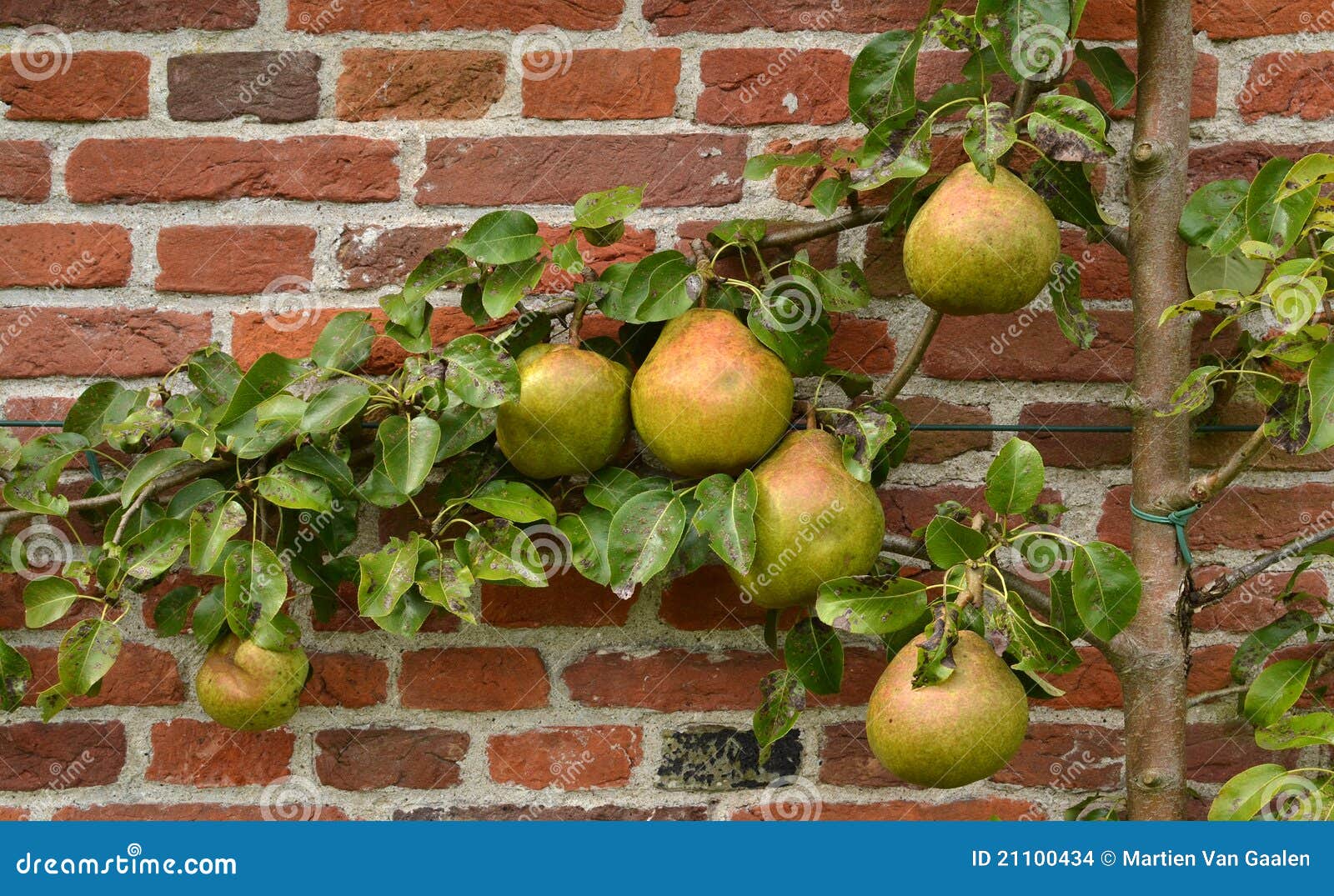 Pea tree. stock photo. Image of vegetable, pear, voorschoten - 21100434