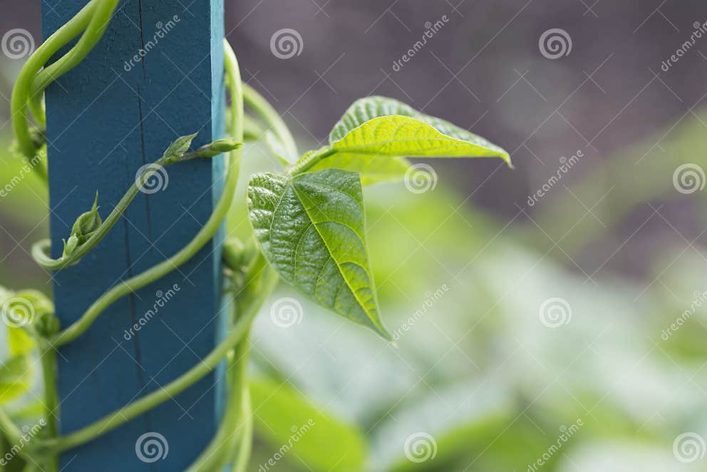 Pea Vine Climbing Pole stock image. Image of plant, pole - 57722961