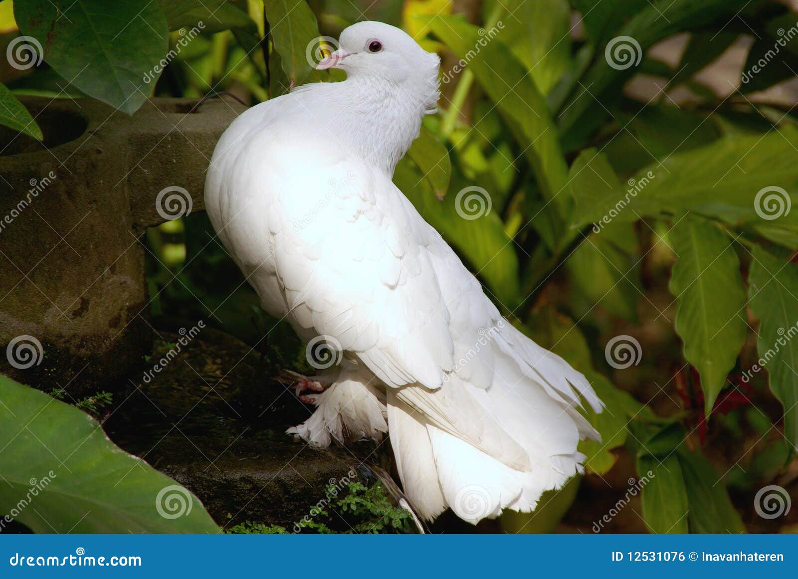 Peace stock photo. Image of animal, tropical, pigeons - 12531076