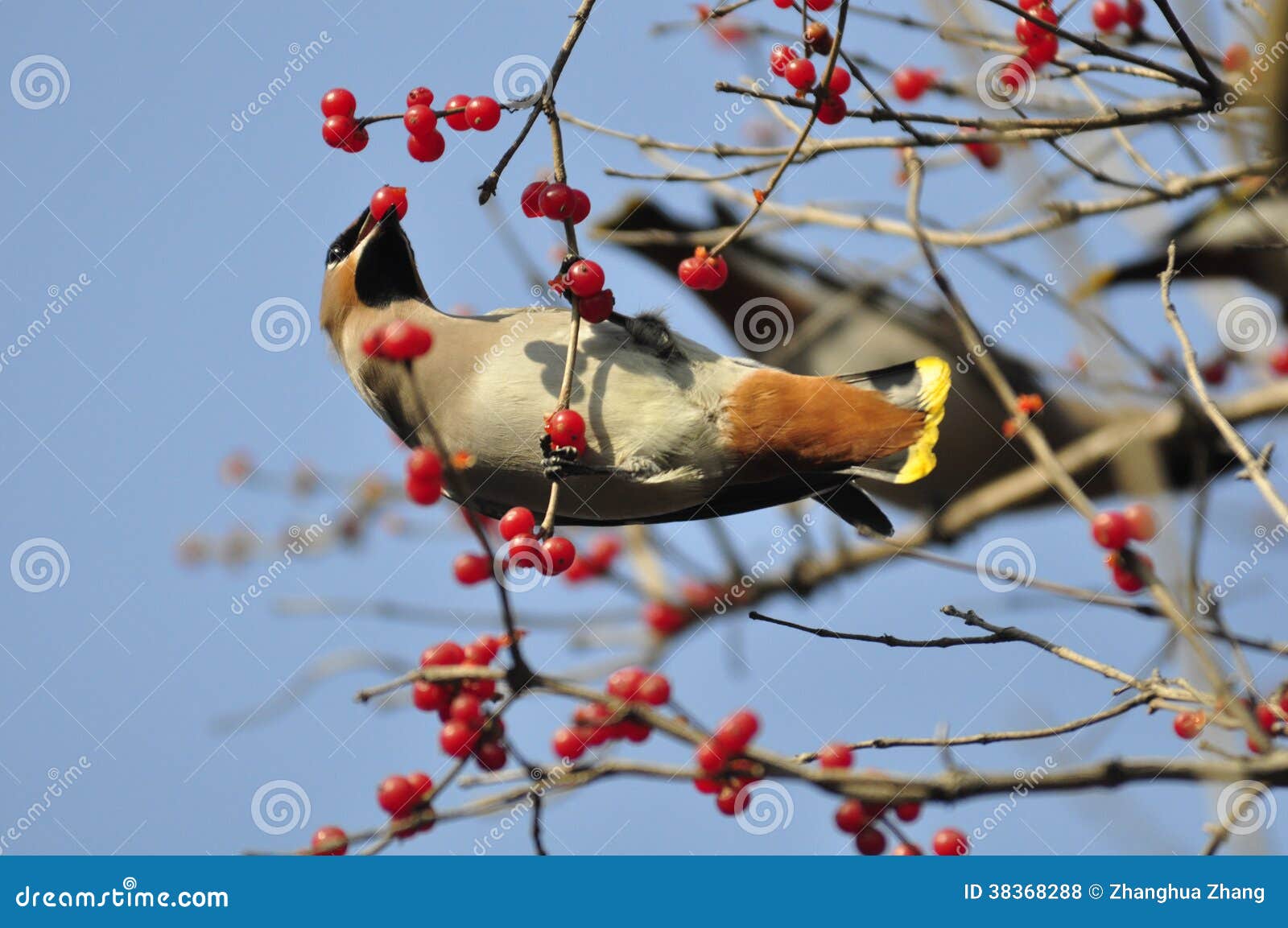 Peace bird stock photo. Image of upside, bean, leisurely - 38368288