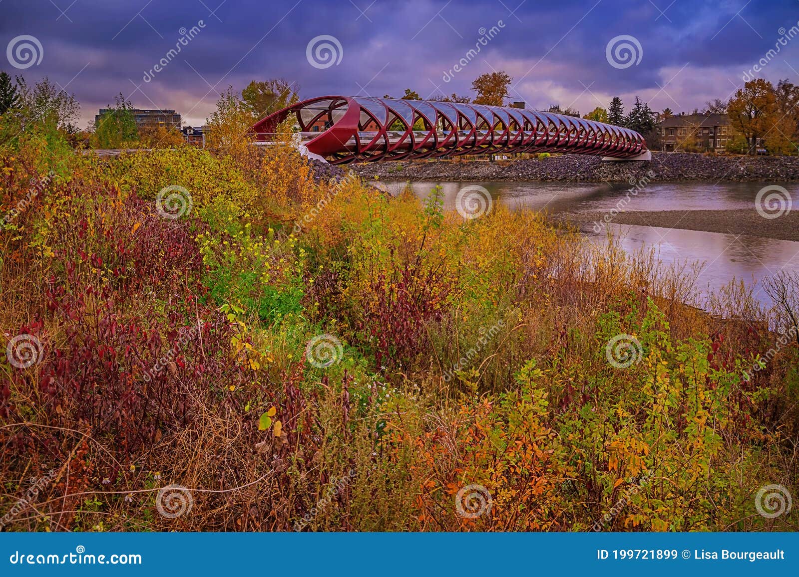 Peace Bridge Surrounded by Fall Foliage Editorial Stock Image - Image ...