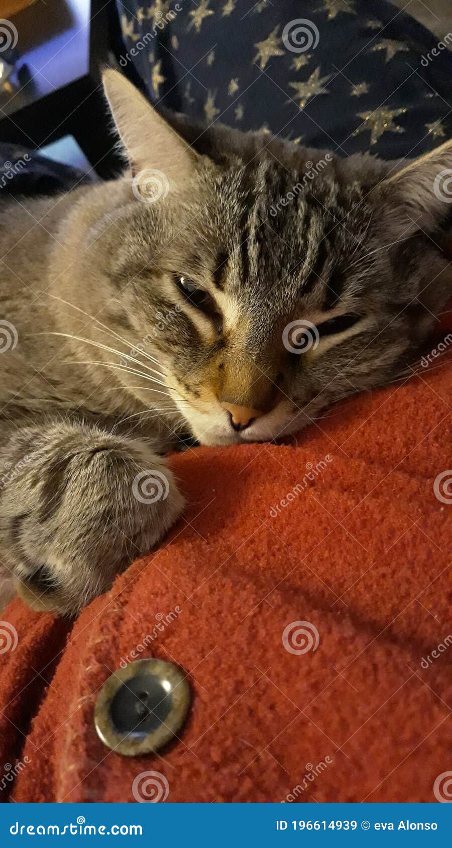 Peace of a cat stock image. Image of tranquility, calm - 196614939