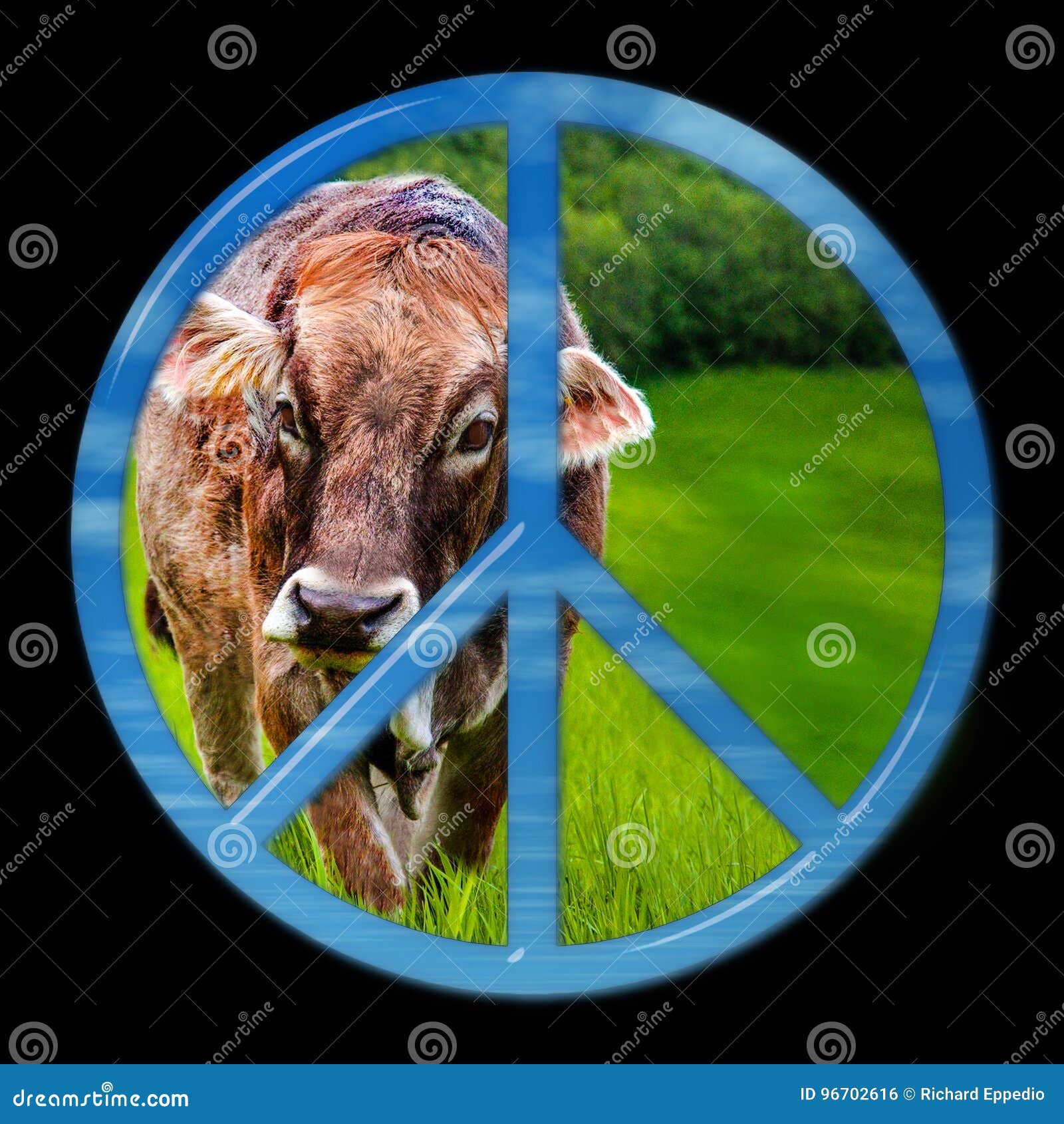 Peace Cow stock photo. Image of sign, farm, 1970s, demonstration - 96702616