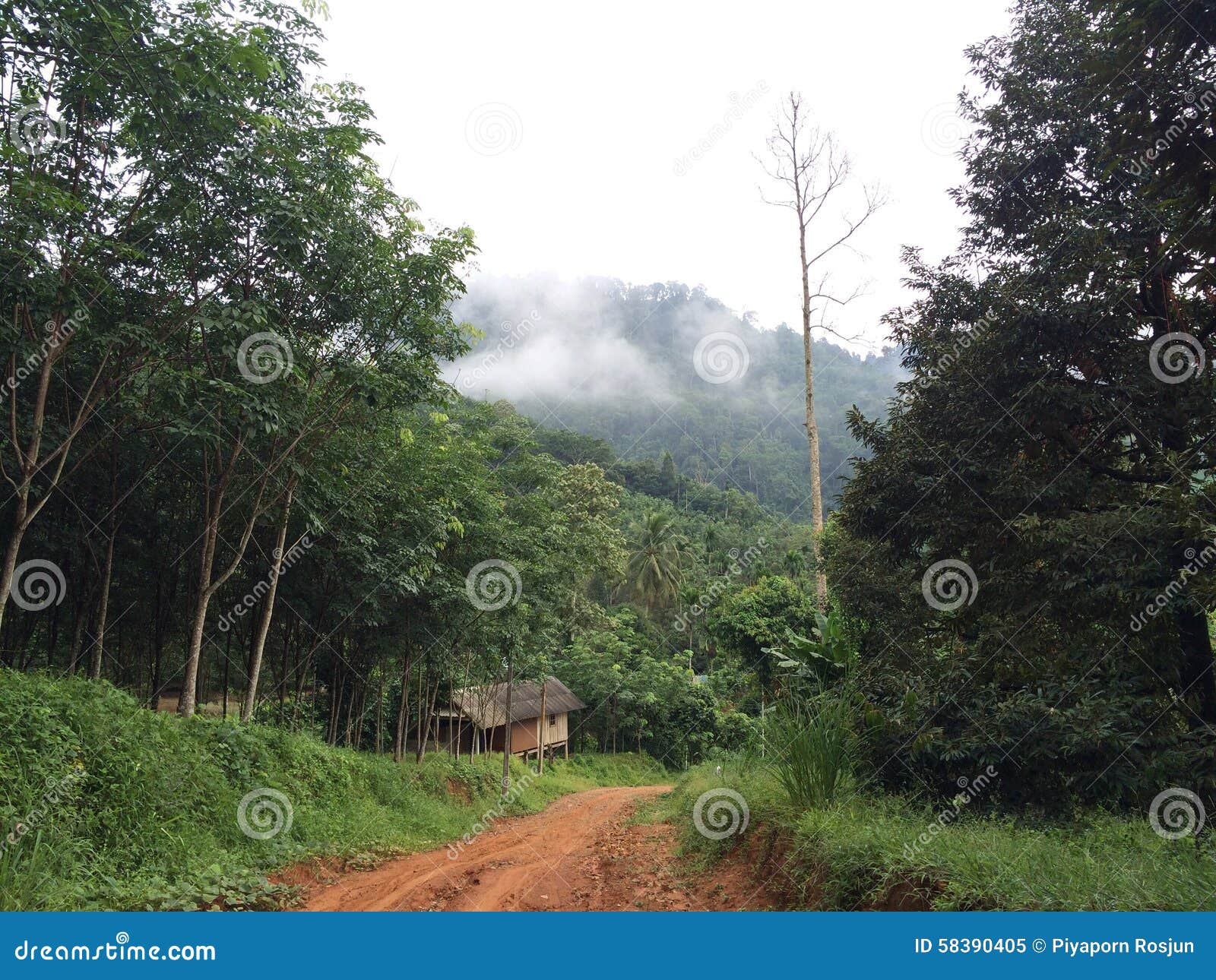 Peace in the forest stock image. Image of green, peaceful - 58390405