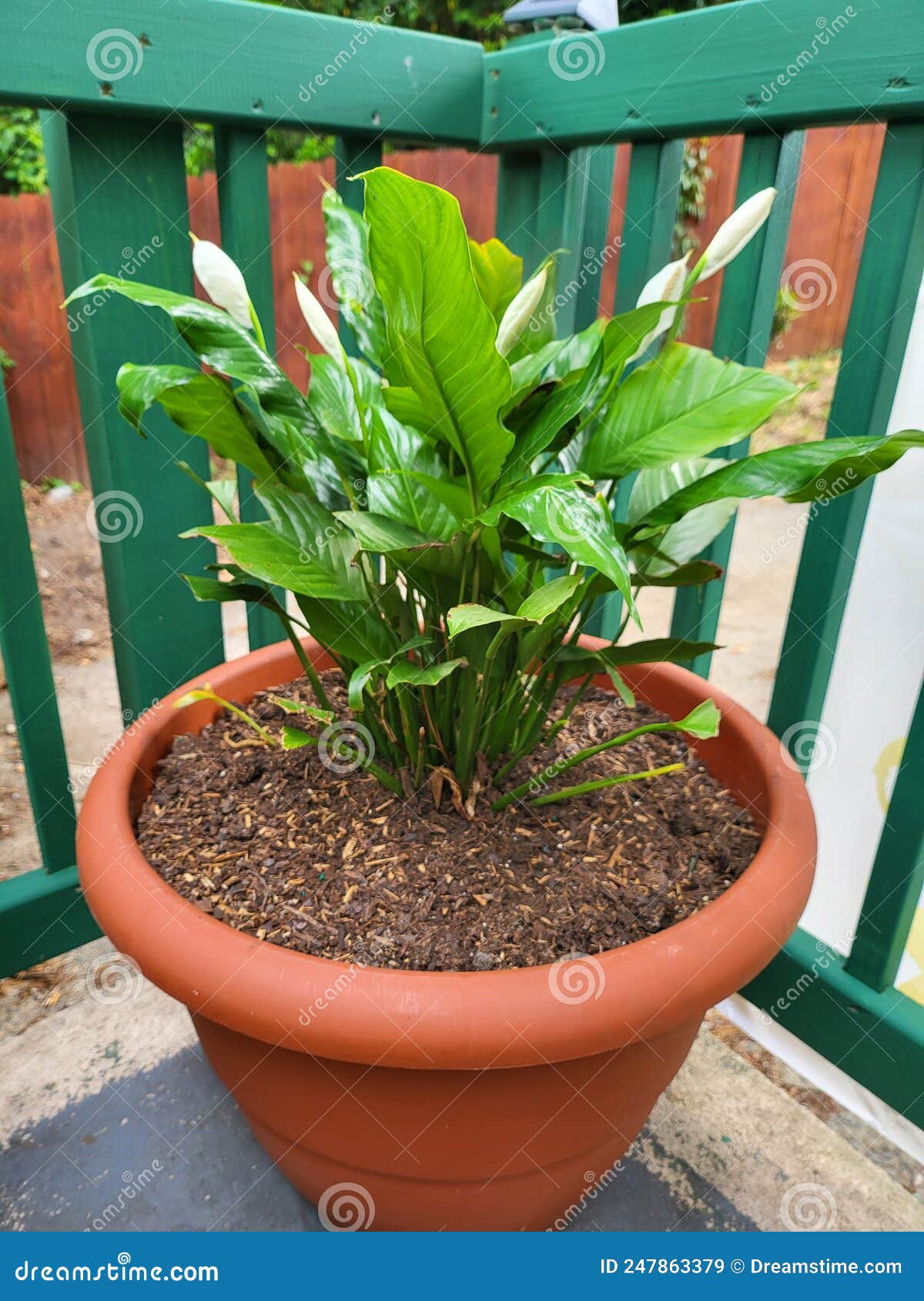 Peace lily garden bloom stock image. Image of garden - 247863379