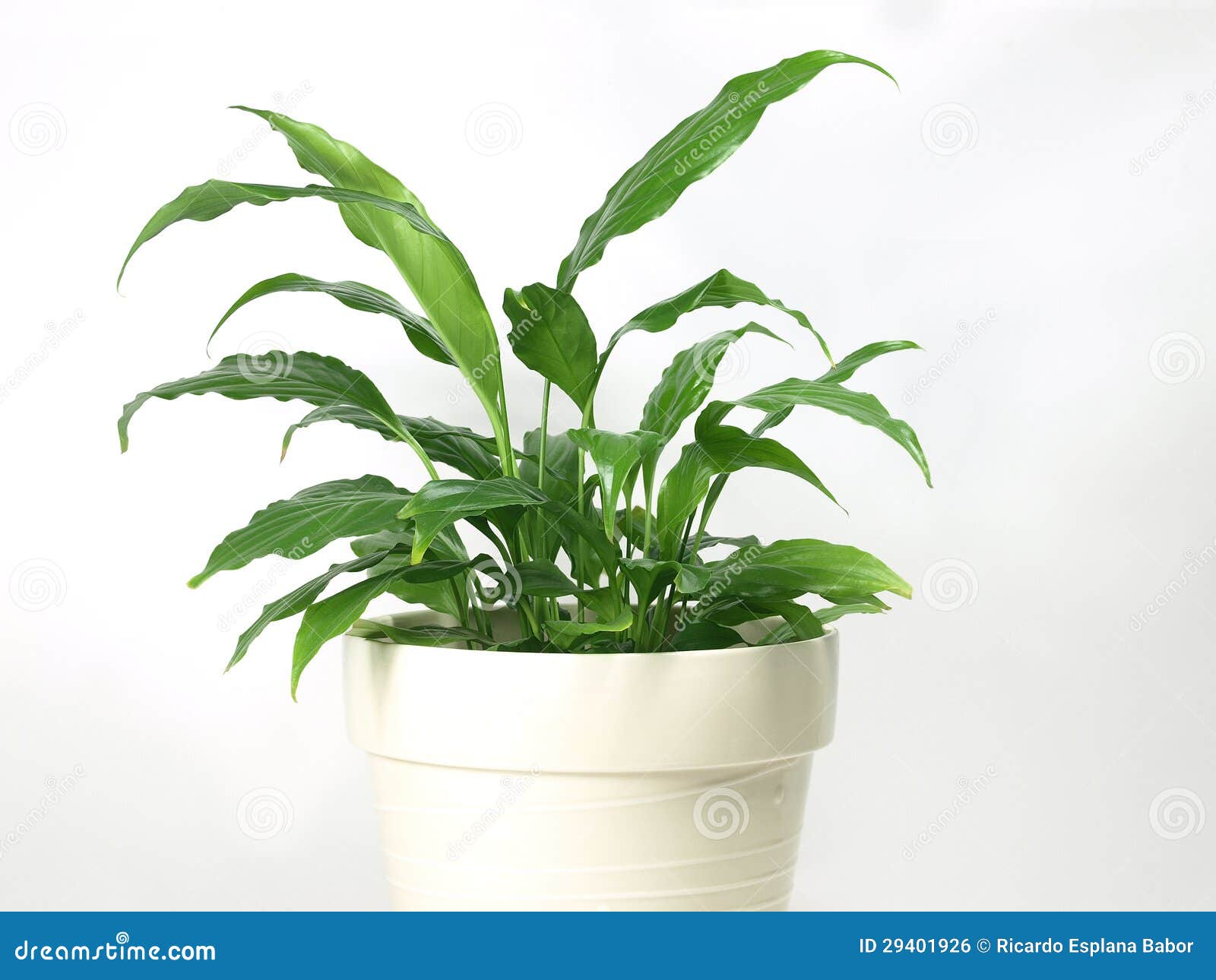 Peace lily indoor stock photo. Image of spathiphyllum - 29401926