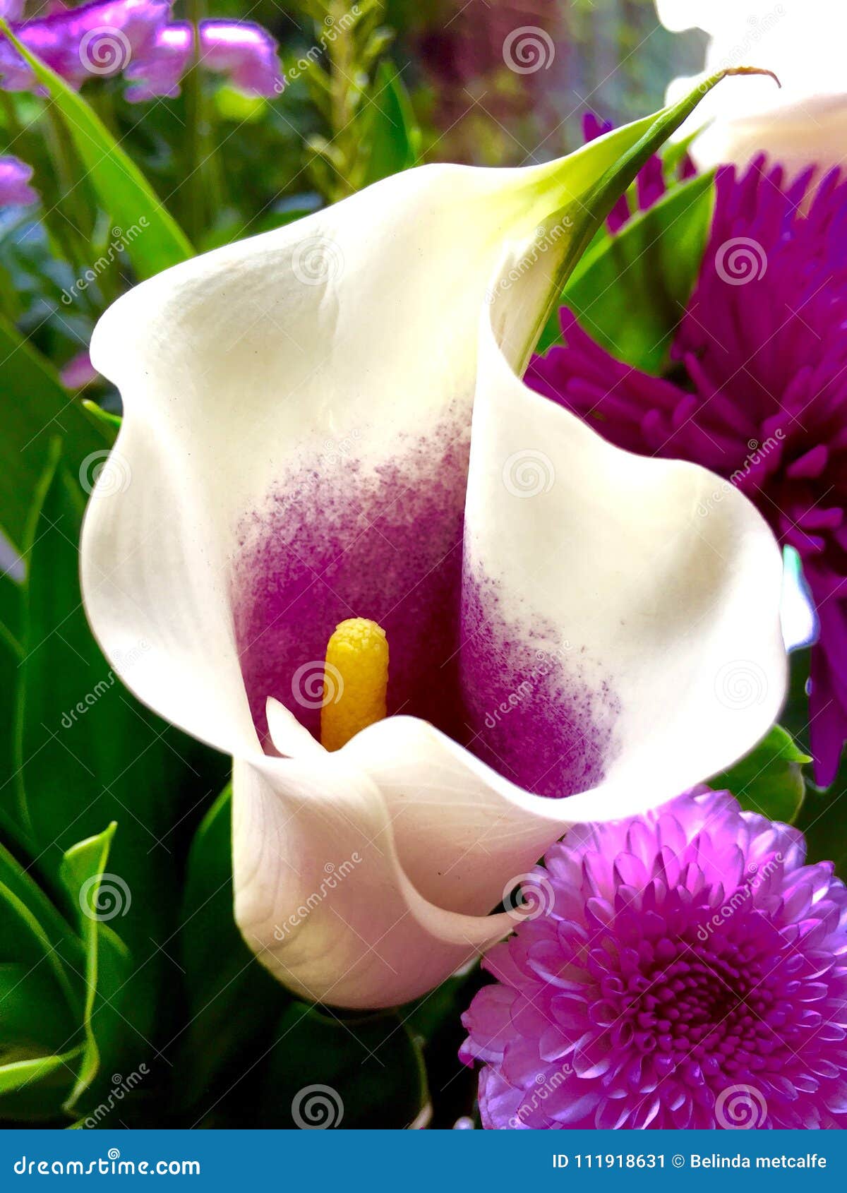 Peace Lily stock image. Image of peace, shades, vibrant - 111918631