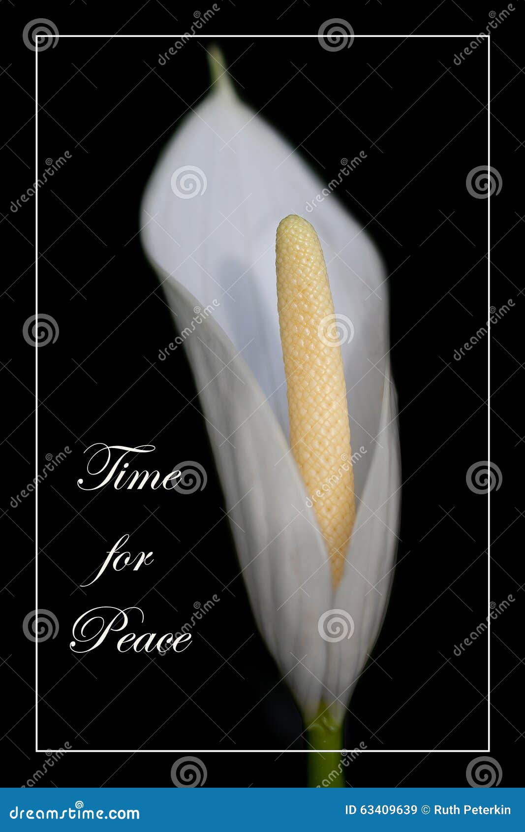 Peace Lily Borders