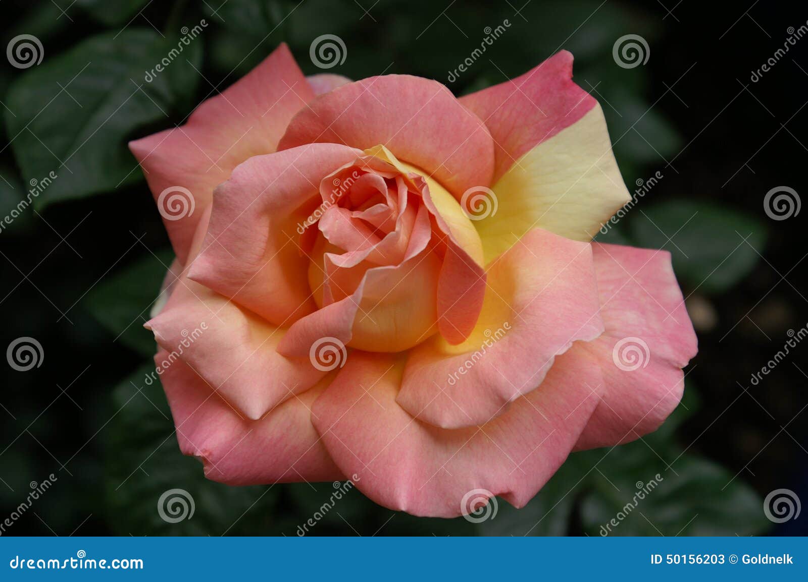 Peace stock image. Image of bloom, peach, color, beauty - 50156203