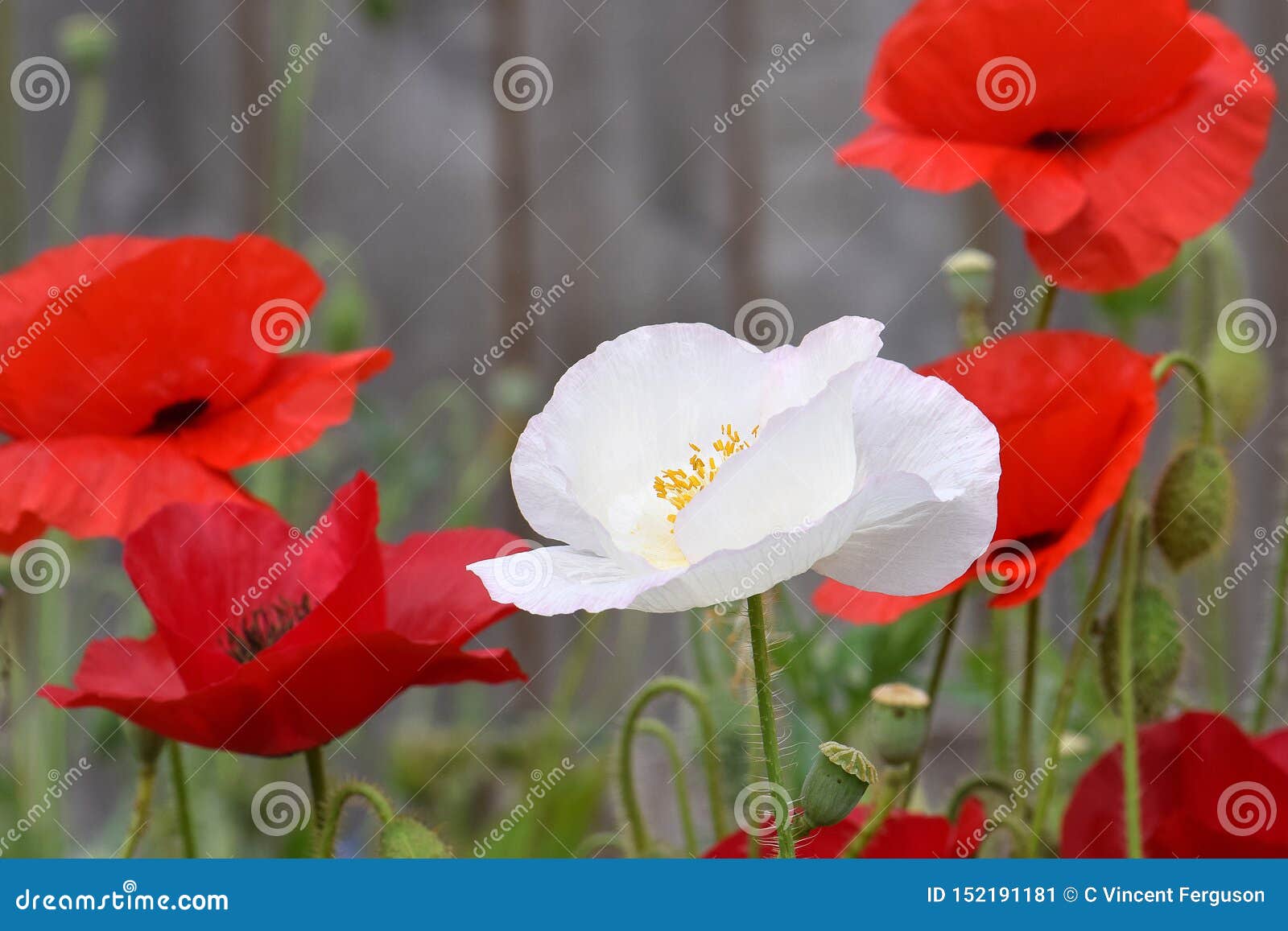 Red and White Peace Poppies 01 Stock Image - Image of poppies, peace ...