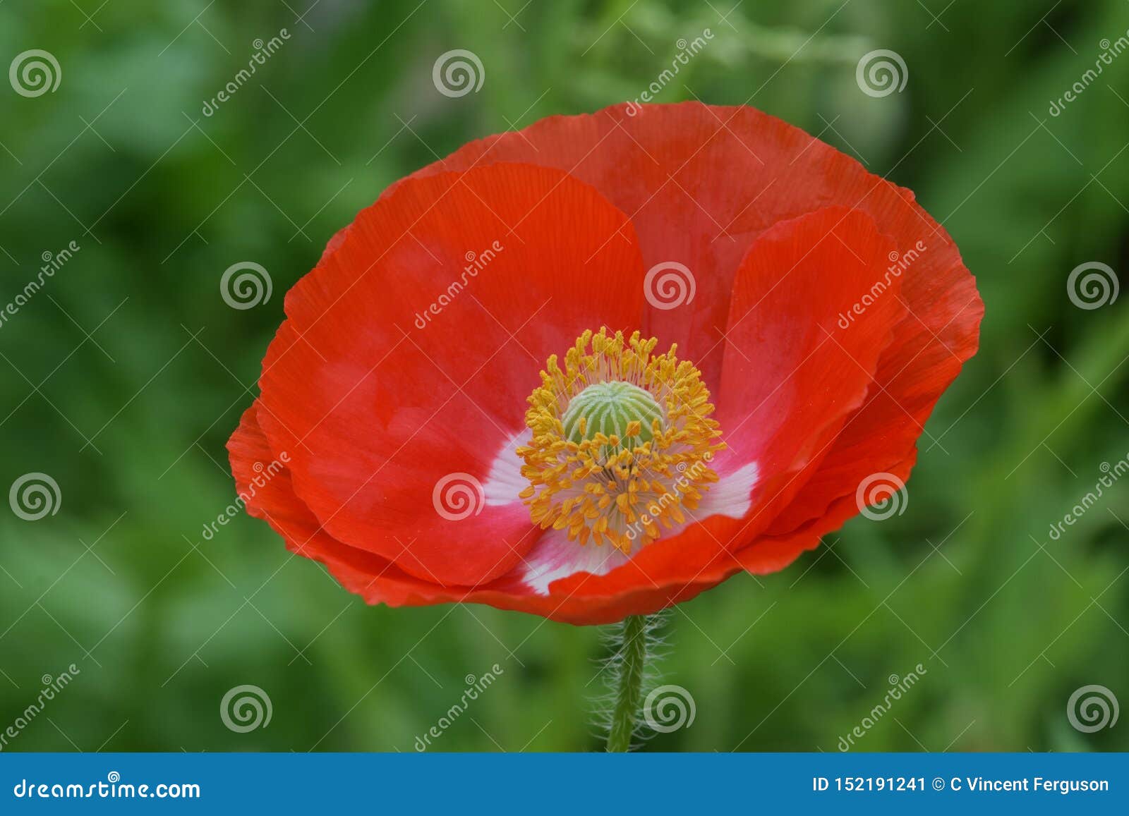 Blood Red Flanders Peace Poppy Flower Stock Image - Image of papaver ...