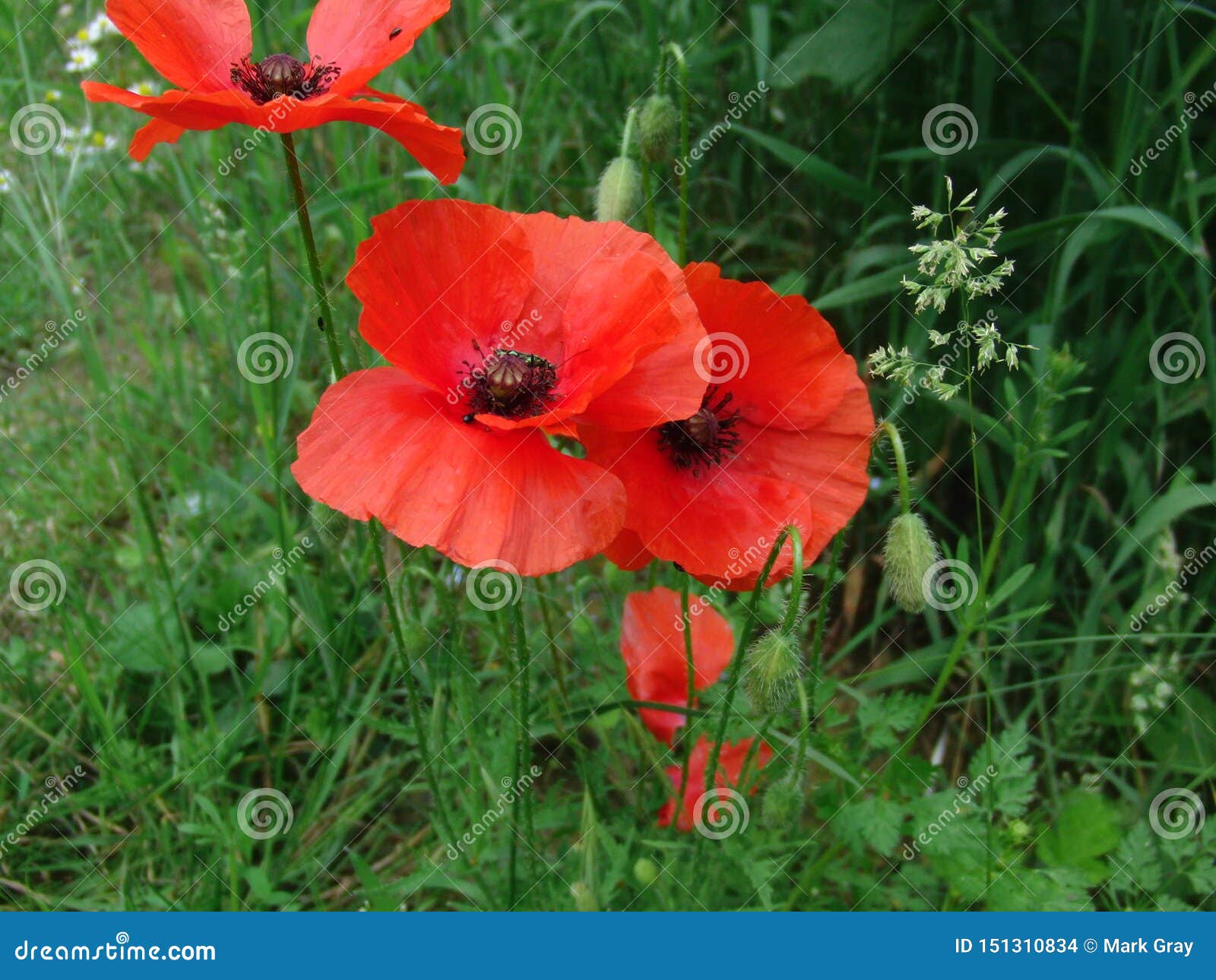 Peace Poppys stock photo. Image of botany, peace, wild - 151310834