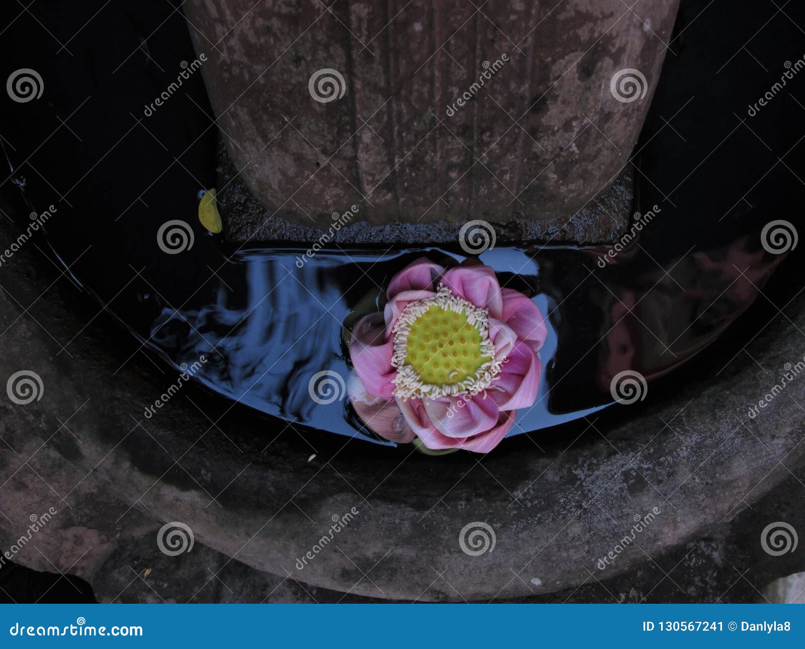 Peace and Purity Background. Lotus Isolated Wallpaper Stock Image ...