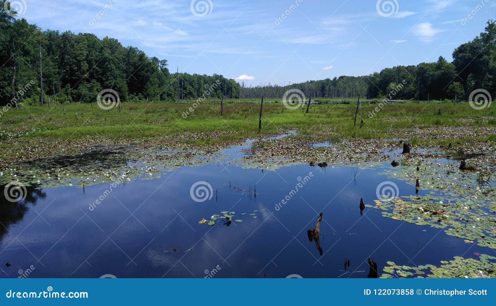 Swamp land stock photo. Image of relaxation, quiet, swamp - 122073858