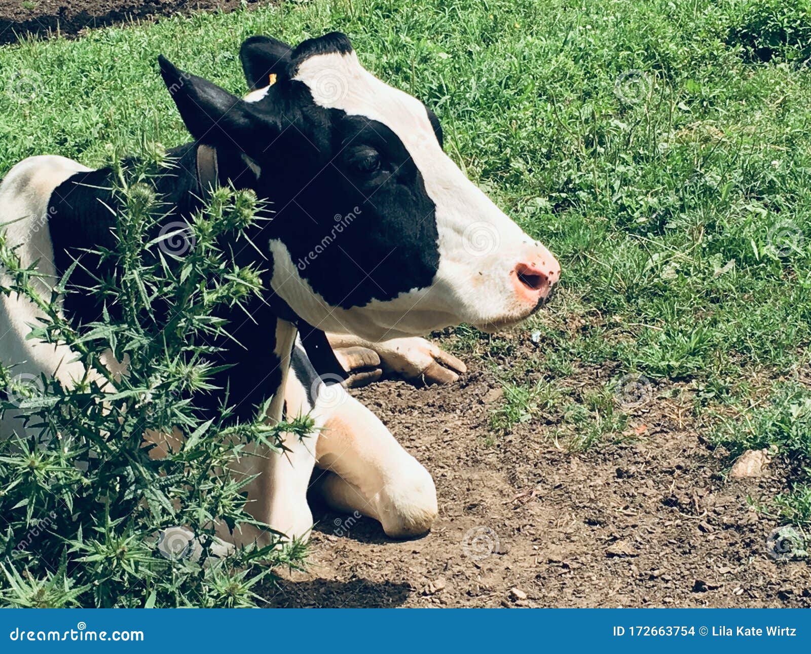 Cow rest time stock photo. Image of rest, peace, time - 172663754