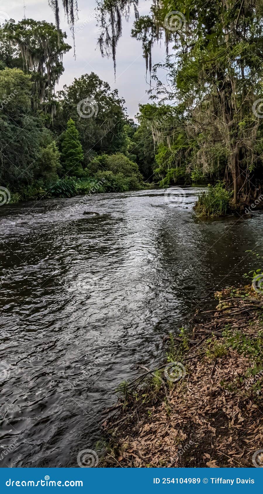 Peace river trail stock image. Image of autumn, forest - 254104989
