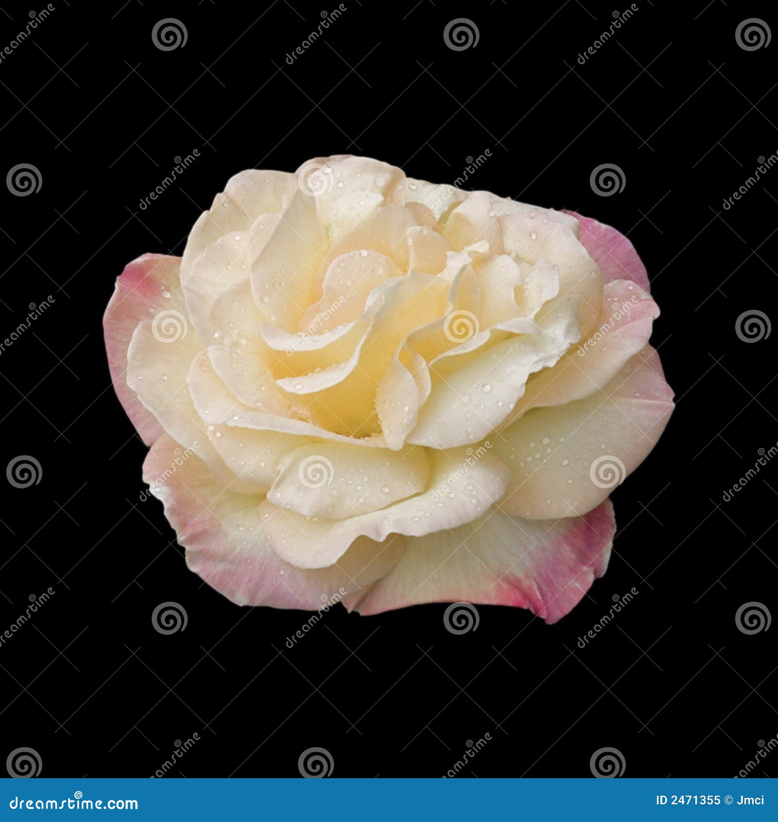 The Peace Rose stock image. Image of yellow, color, rain - 2471355