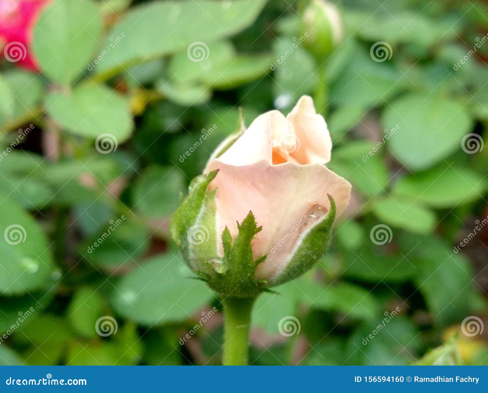 A Peace in Rose stock photo. Image of cool, pink, flower - 156594160