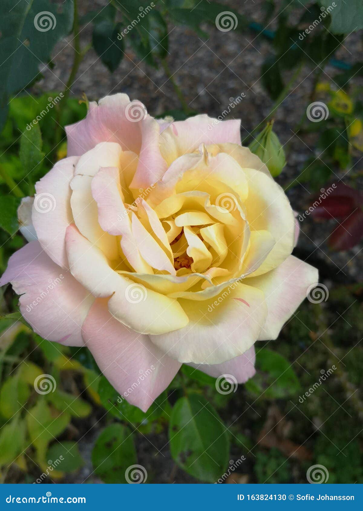 Peace Rose Flower Yellow Pink Stock Photo - Image of yellow, rose ...