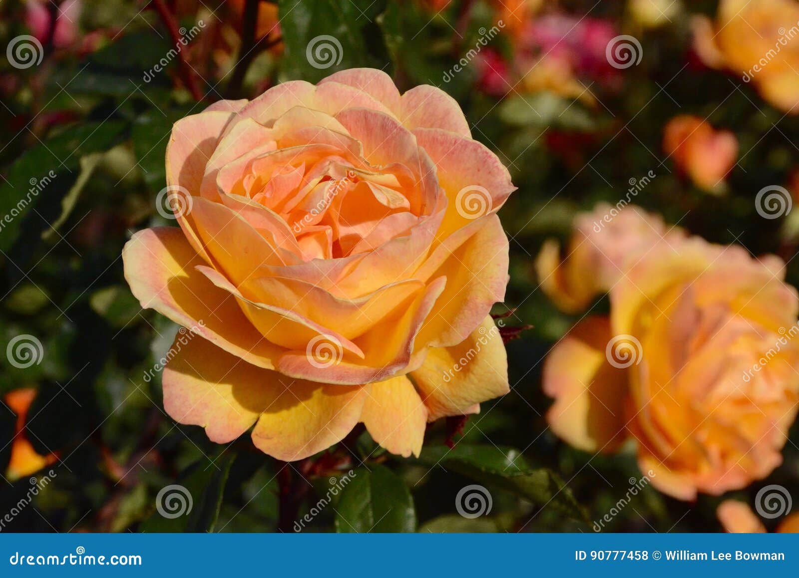 Peace Rose stock photo. Image of unfolding, fragrant - 90777458