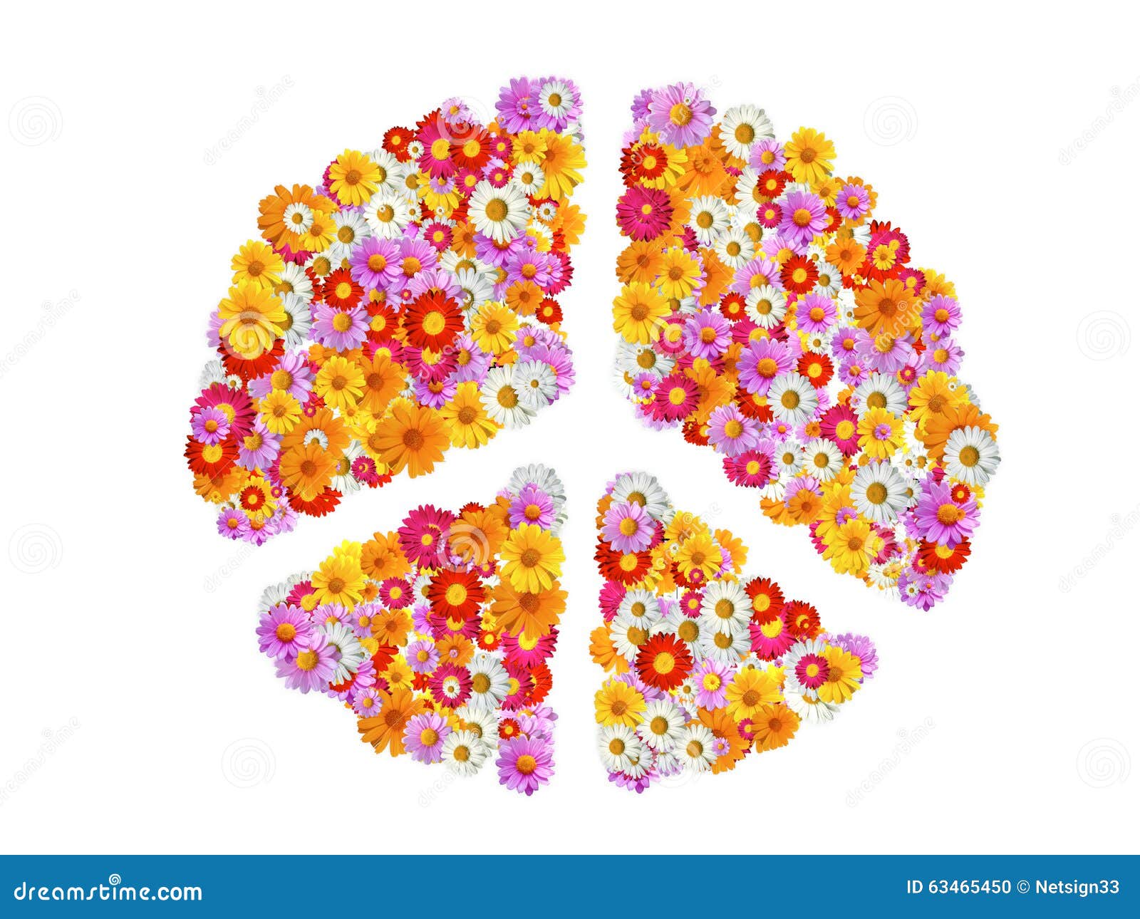 Pyrethrum Daisy Seamless Pattern On Blue Background Vector Illustration ...