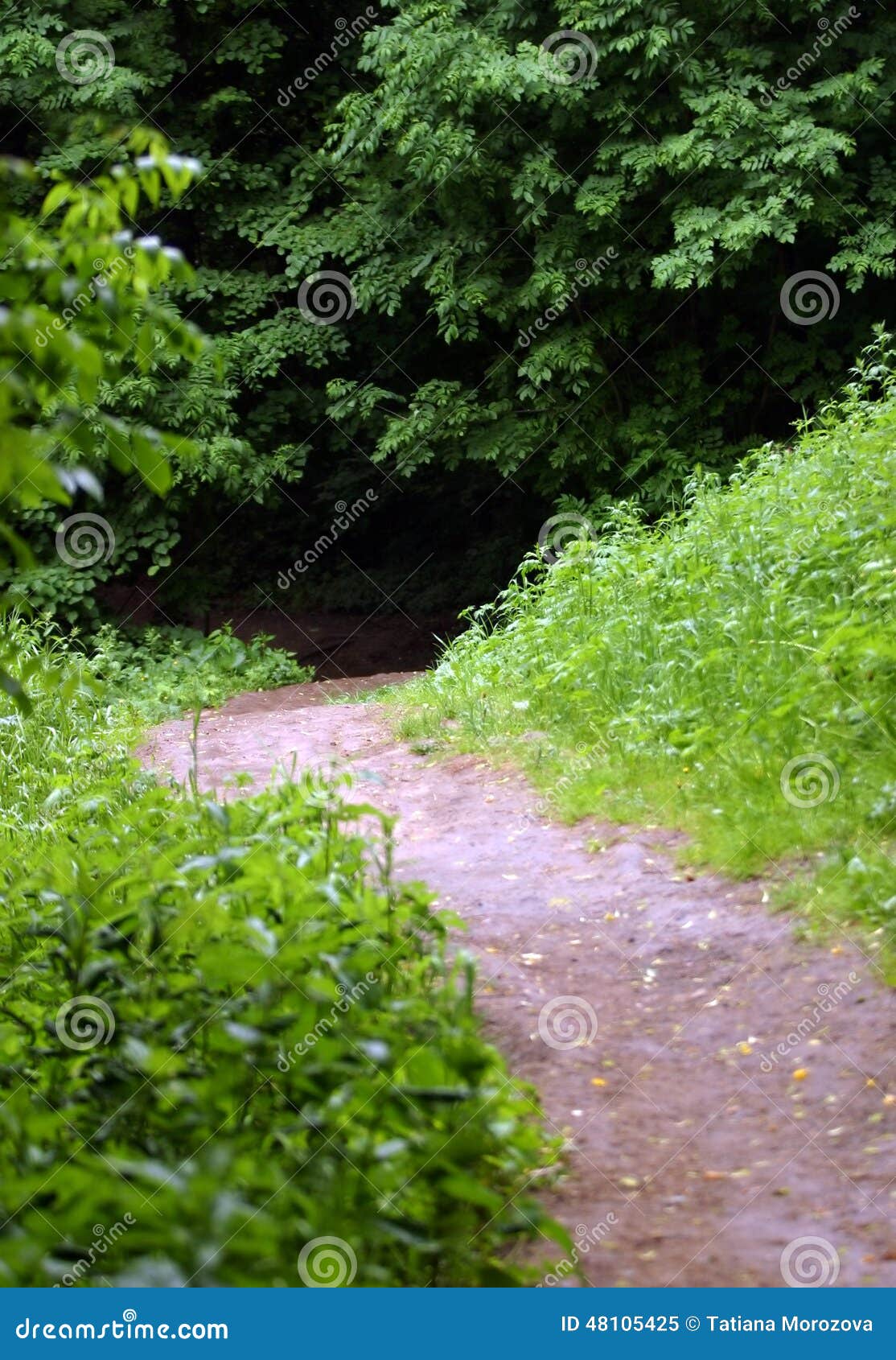 Peace trace stock image. Image of summer, path, green - 48105425