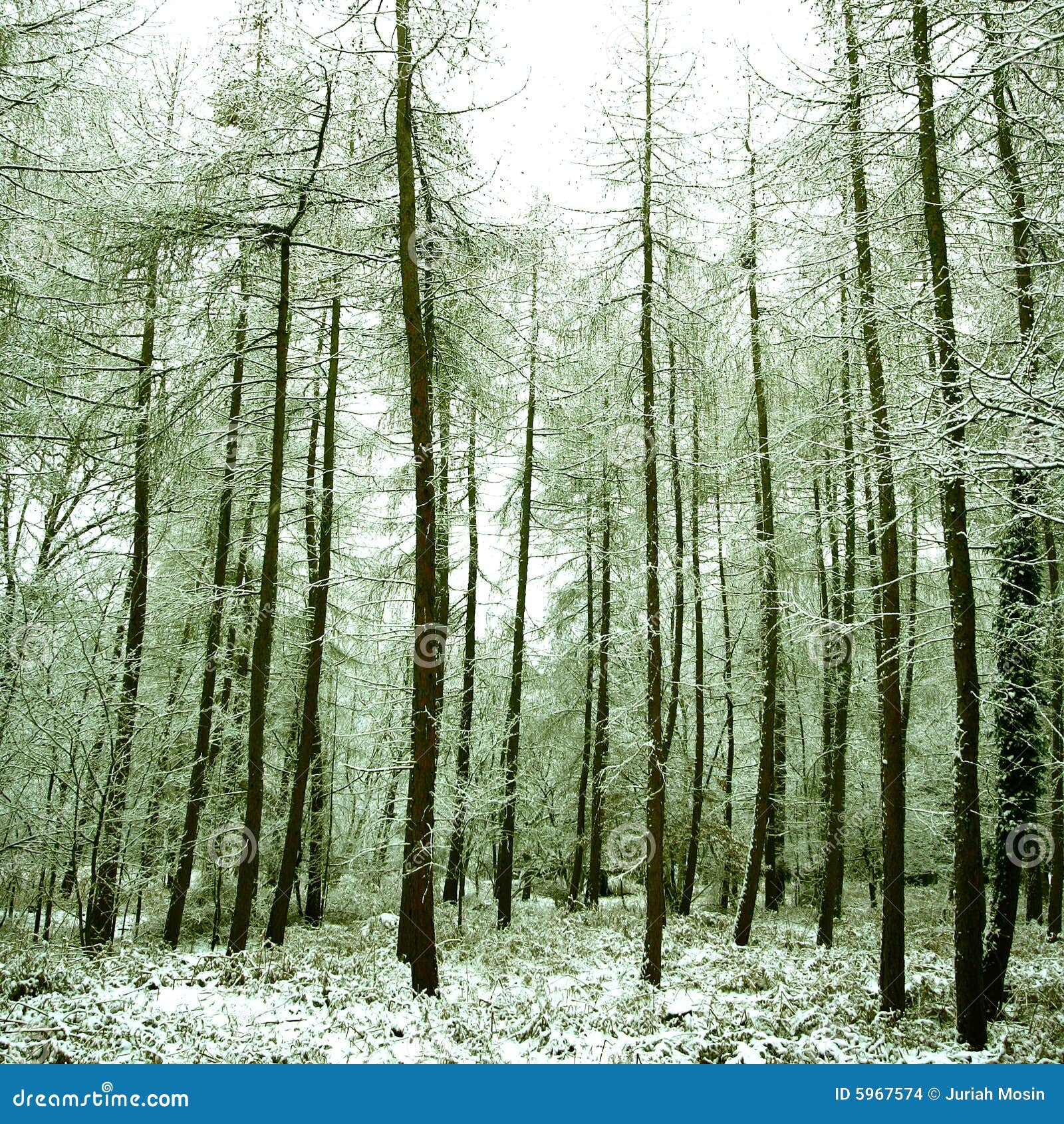 Peaceful Alpine Forest Covered in Snow, Stock Photo - Image of peace ...