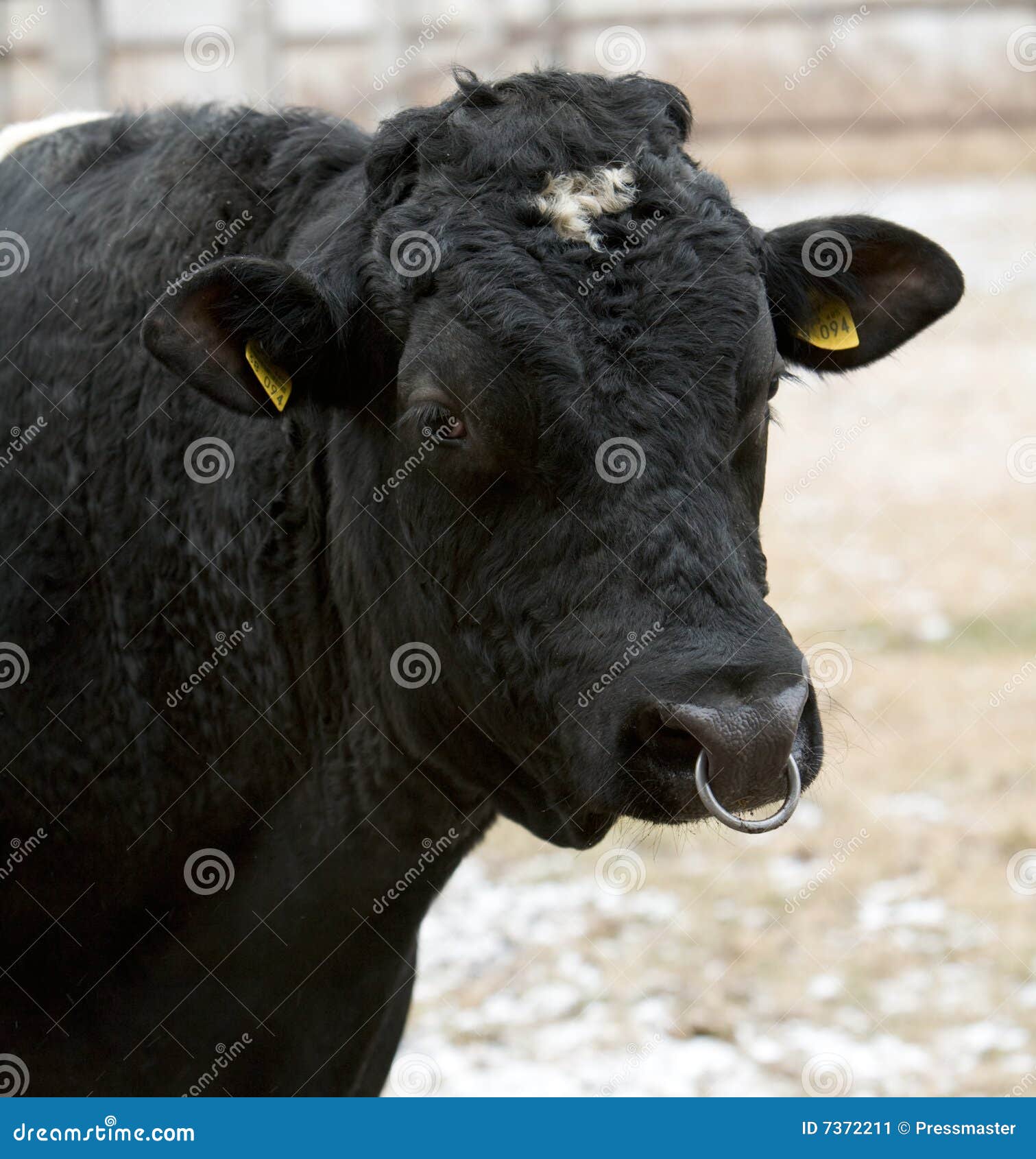 Peaceful animal stock image. Image of agriculture, agro - 7372211