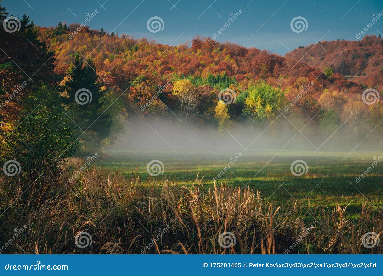 Peaceful Autumn Morning Scenery by Carpathian Forest Stock Image ...