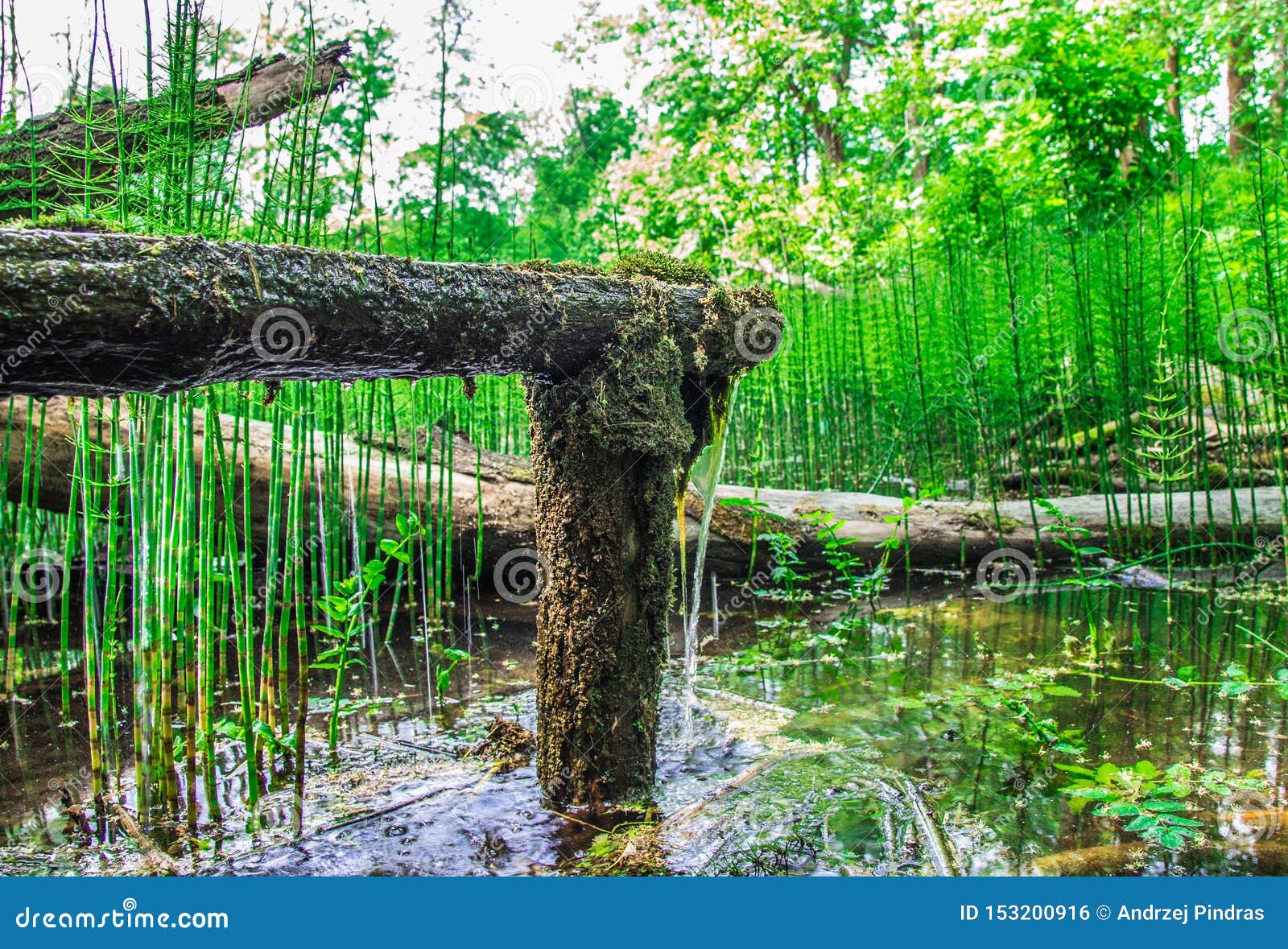 Peaceful and Beautiful Forest Brook. Summer Background Stock Photo ...