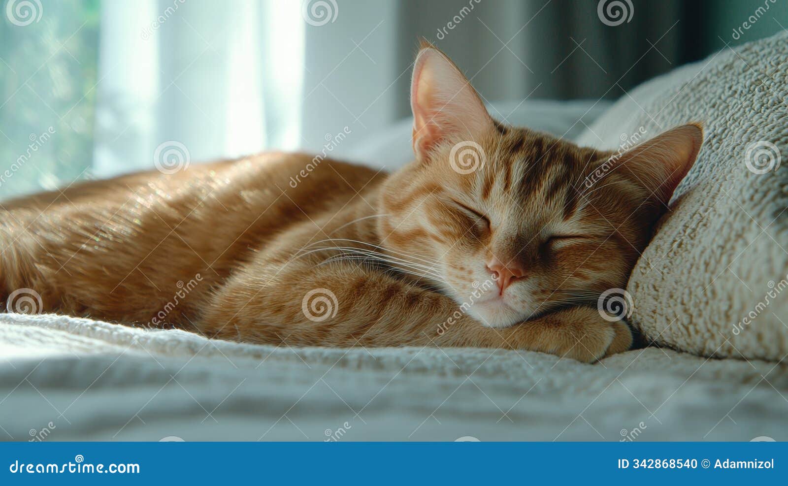 Cozy Catnap: A Dreamy Scene Of A Kitten Sleeping By The Fire On Royalty ...