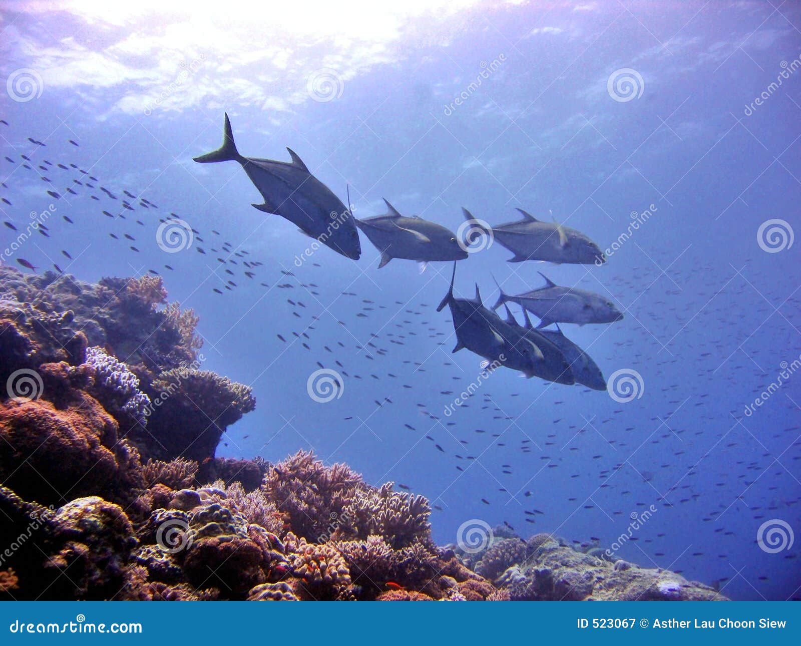 Peaceful Coral Reef stock image. Image of reef, underwater - 523067