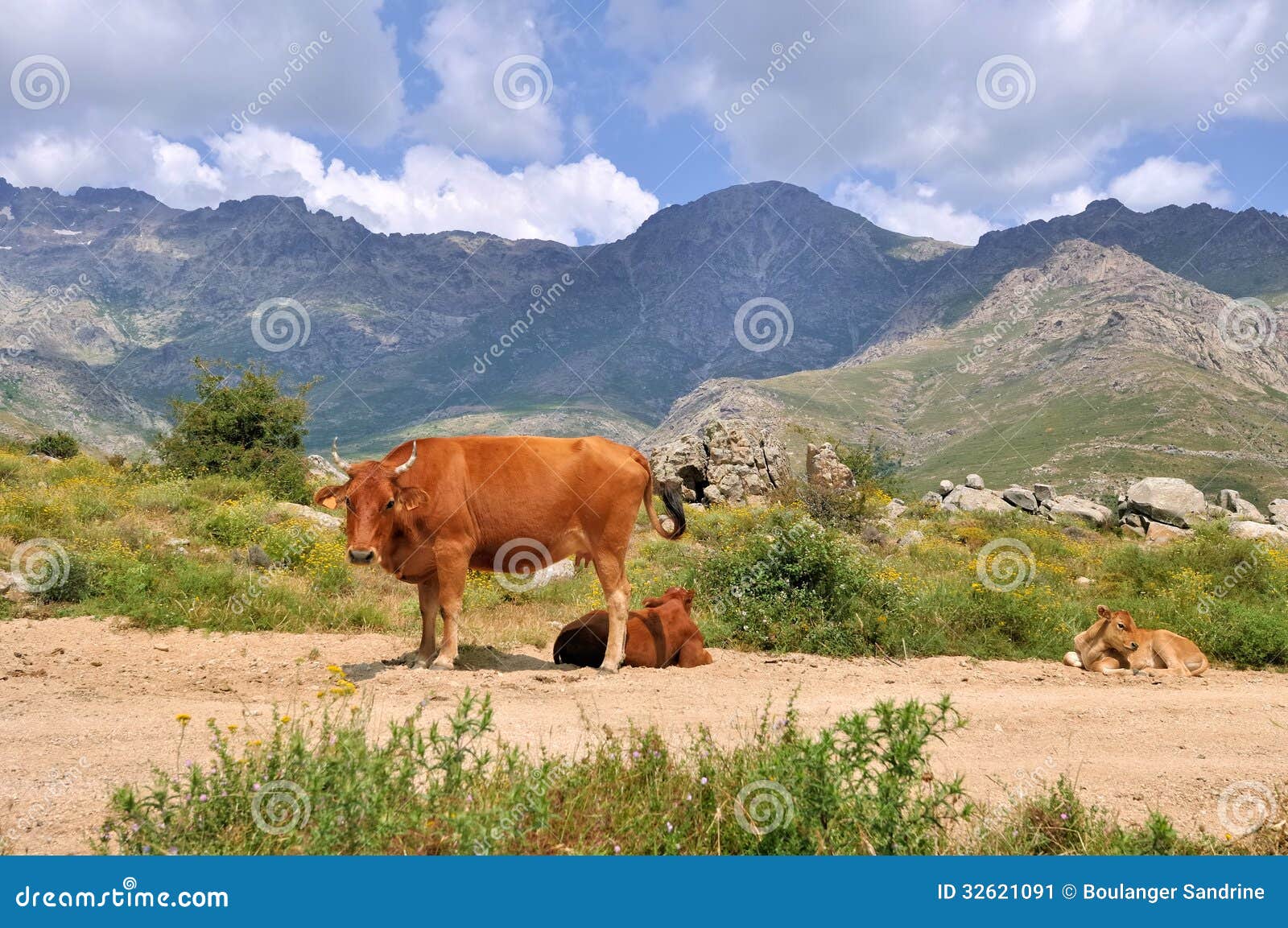 Peaceful cow and calves stock image. Image of pasture - 32621091