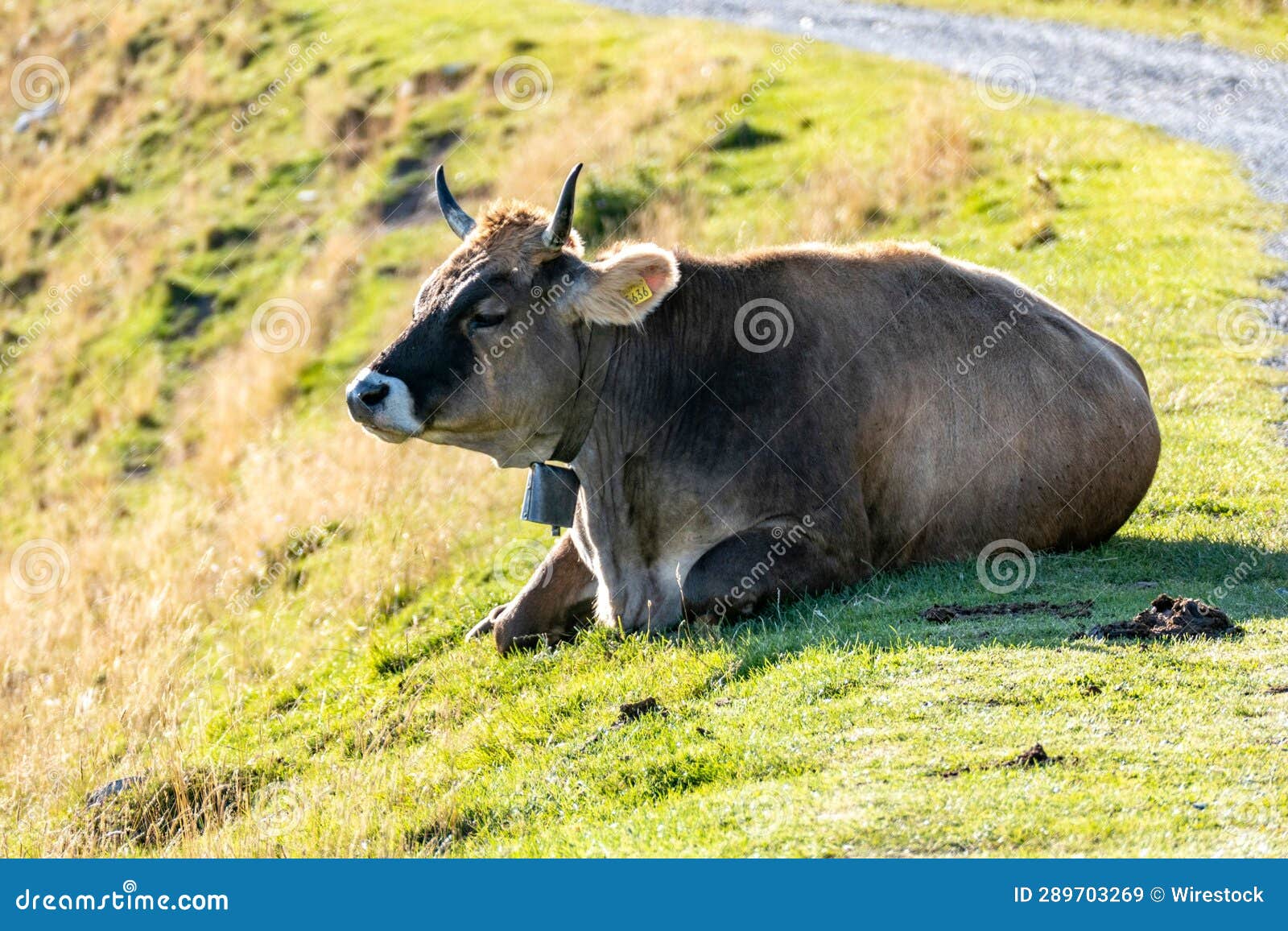 Peaceful Cow Relaxing in an Open Grassy Pasture Stock Image - Image of ...