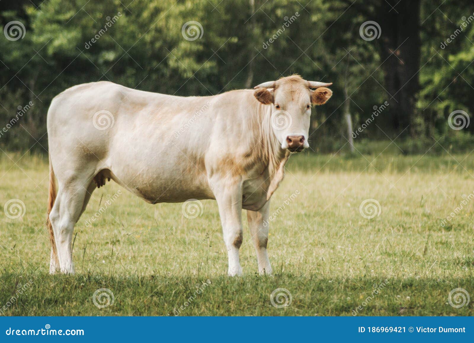 Peaceful Cow Standing in a Field Stock Image - Image of grassland ...