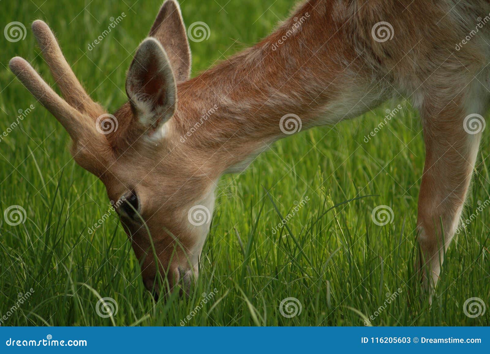Peaceful Deer in the Grass stock image. Image of blurry - 116205603