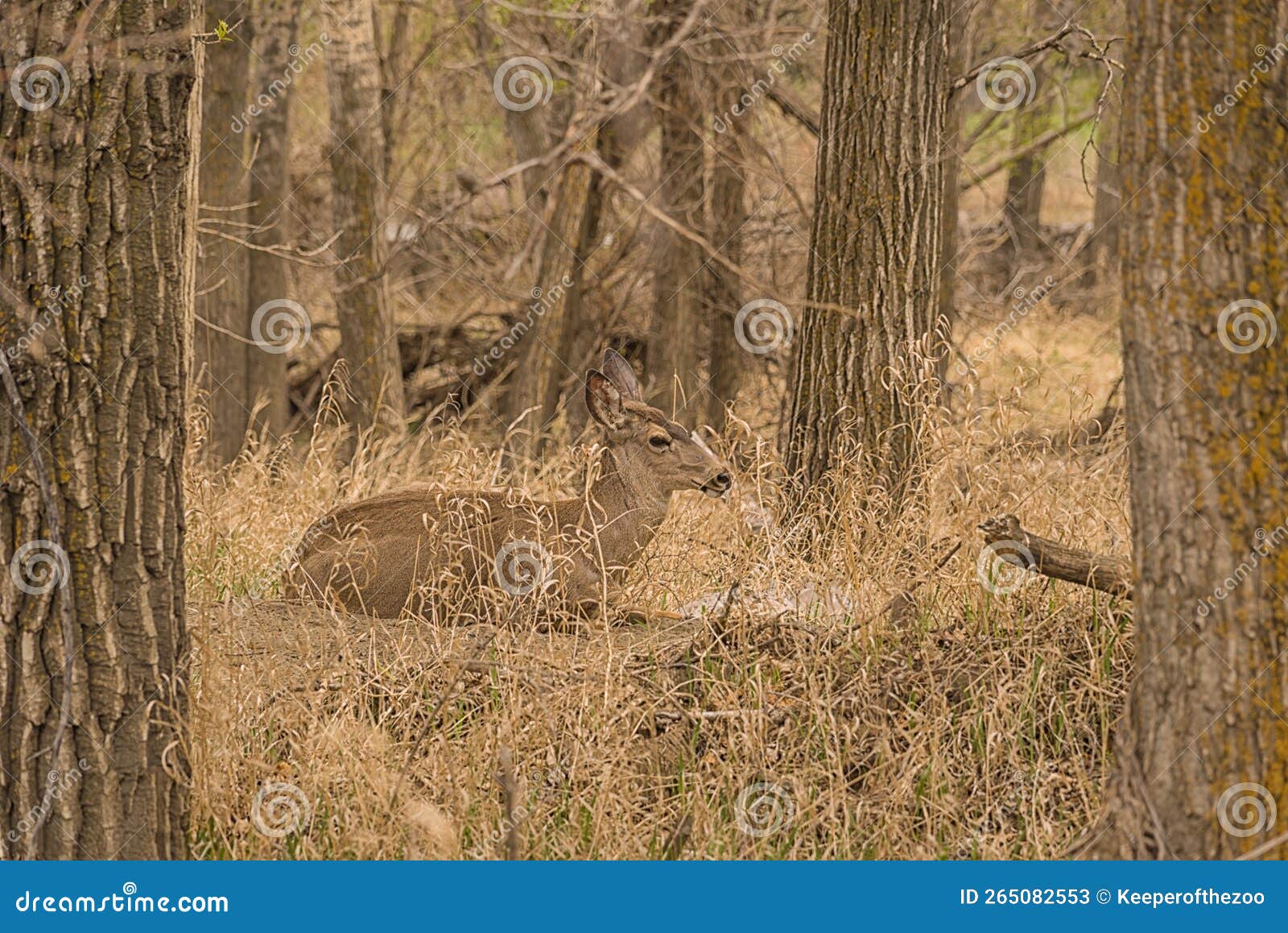 Peaceful Deer Sitting among Trees Stock Image - Image of outdoors, wild ...