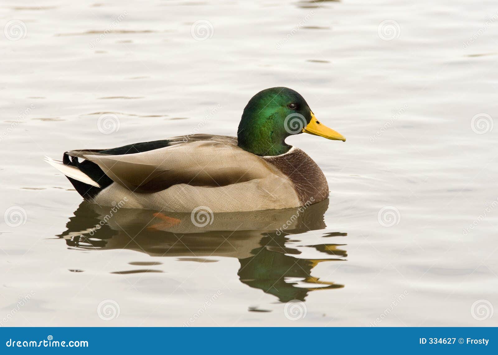Peaceful duck stock image. Image of wild, pond, wake, water - 334627
