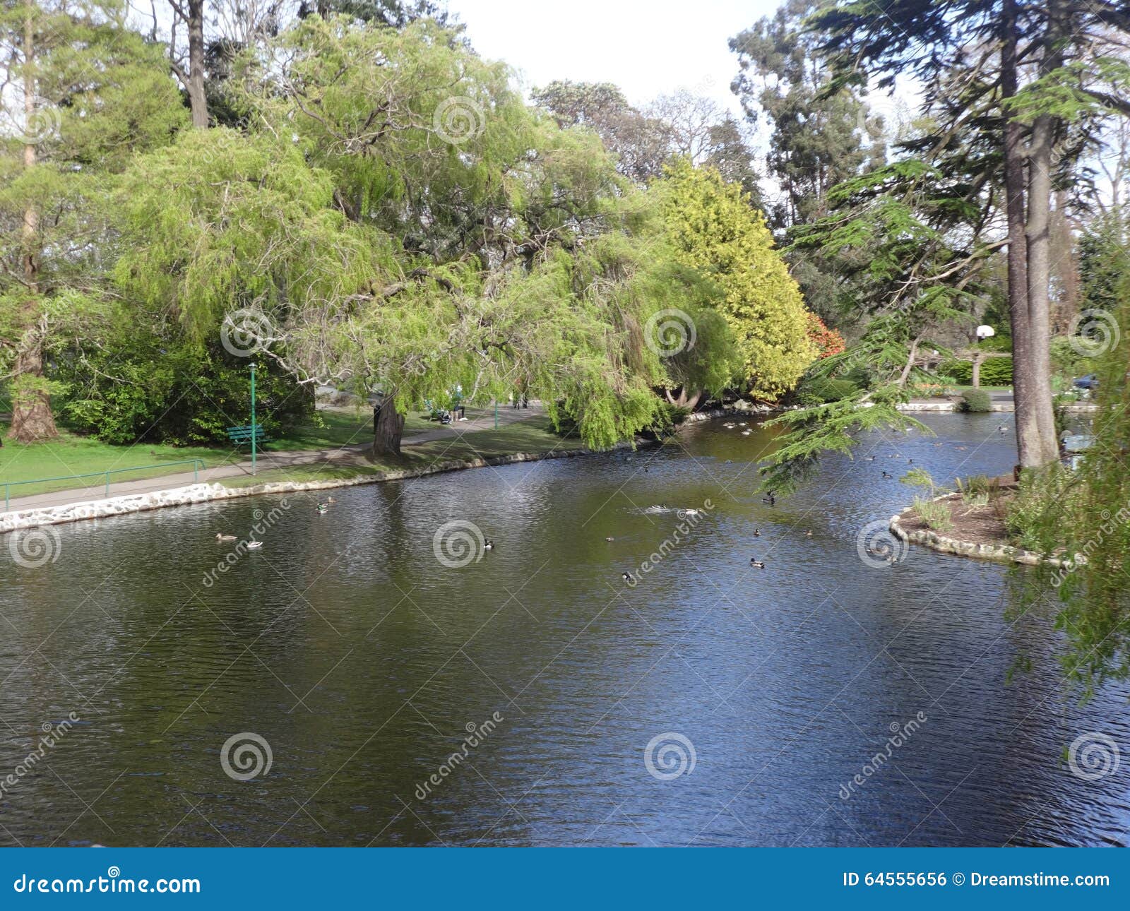 Peaceful Duck Pond stock photo. Image of pond, peaceful - 64555656