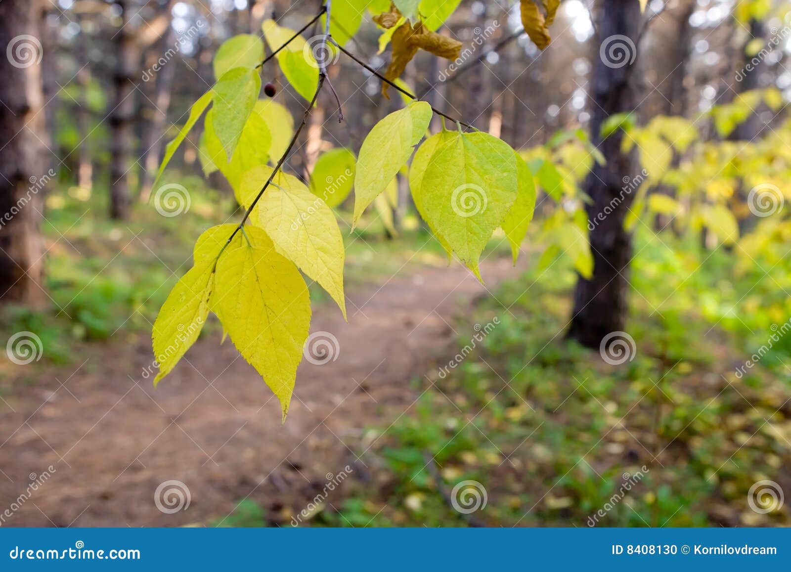 Peaceful fall scene stock photo. Image of macro, branches - 8408130