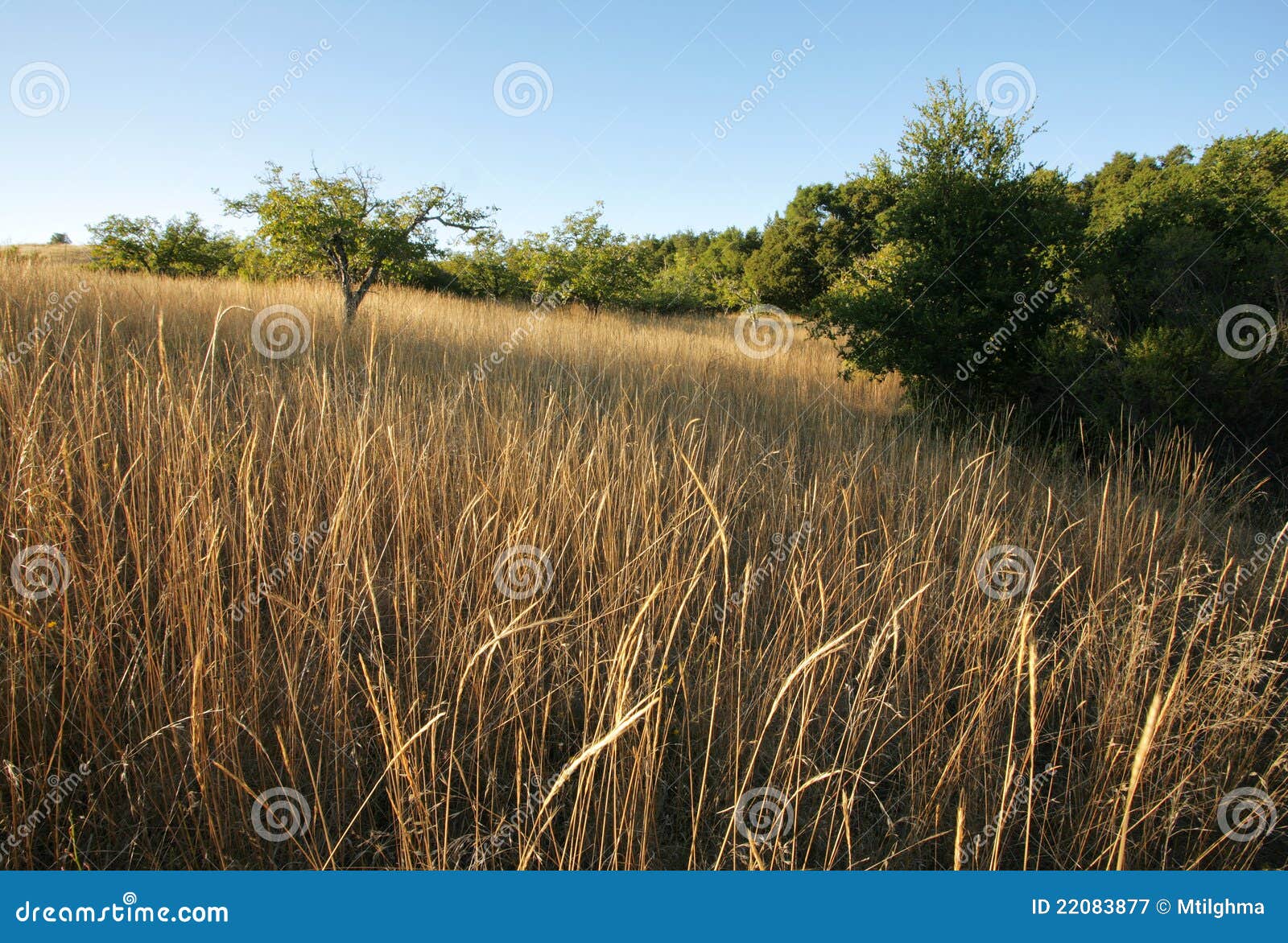 Peaceful Field at Sunset stock image. Image of landscape - 22083877