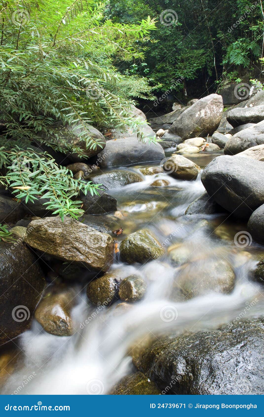 Peaceful Flowing Stream in Forest Stock Image - Image of high, peaceful ...