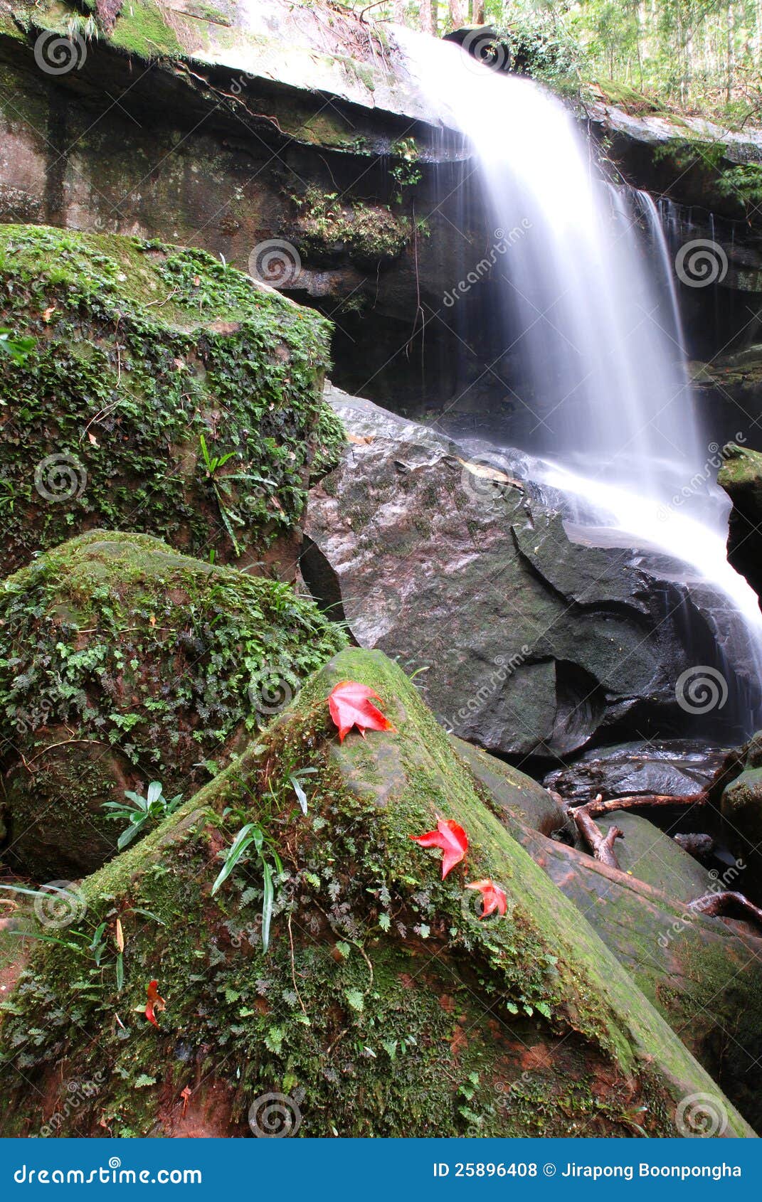 Peaceful Flowing Stream in the Forest Stock Photo - Image of recreation ...
